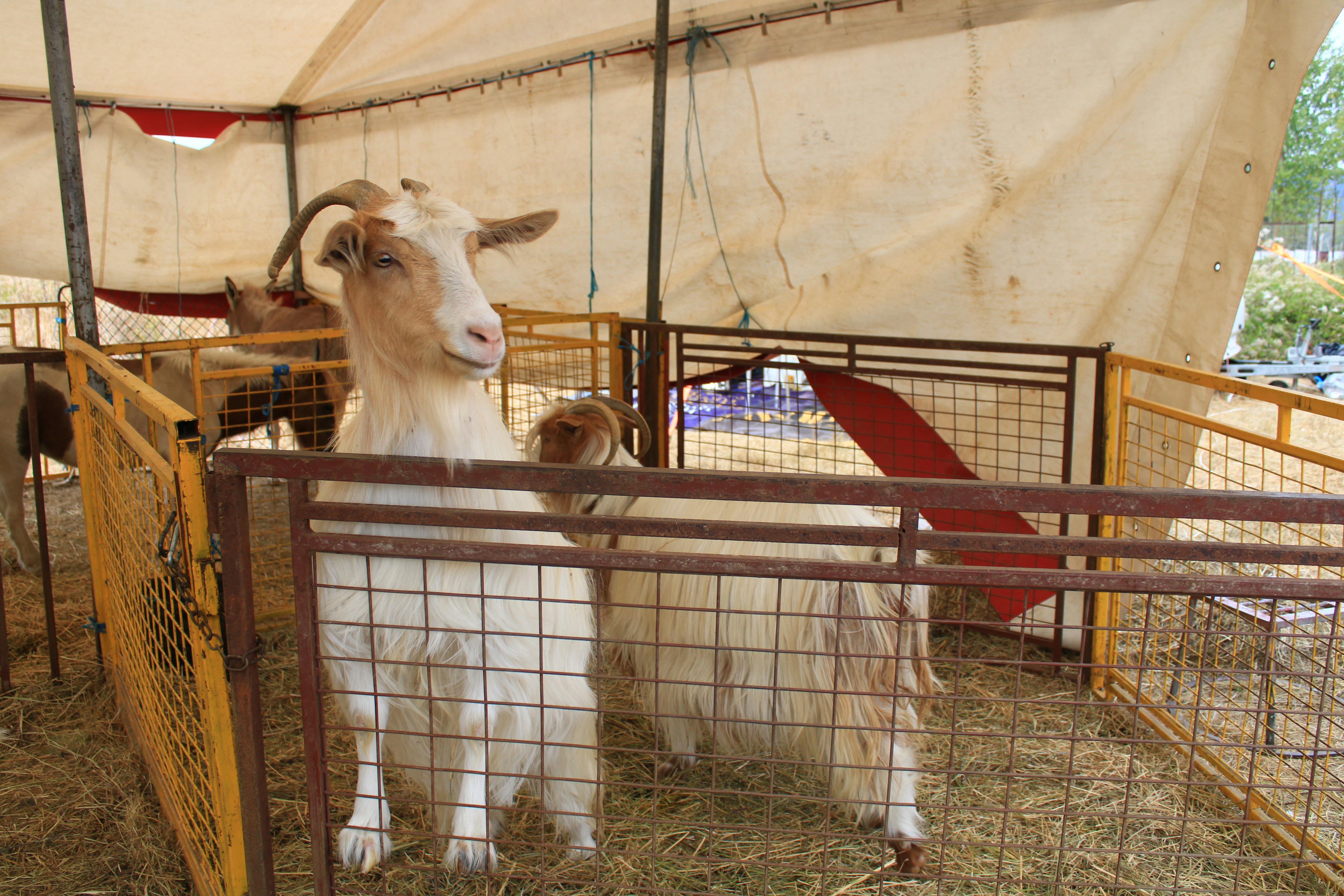 Curious Kids of the Farm: A Goat Gaze Under the Tent