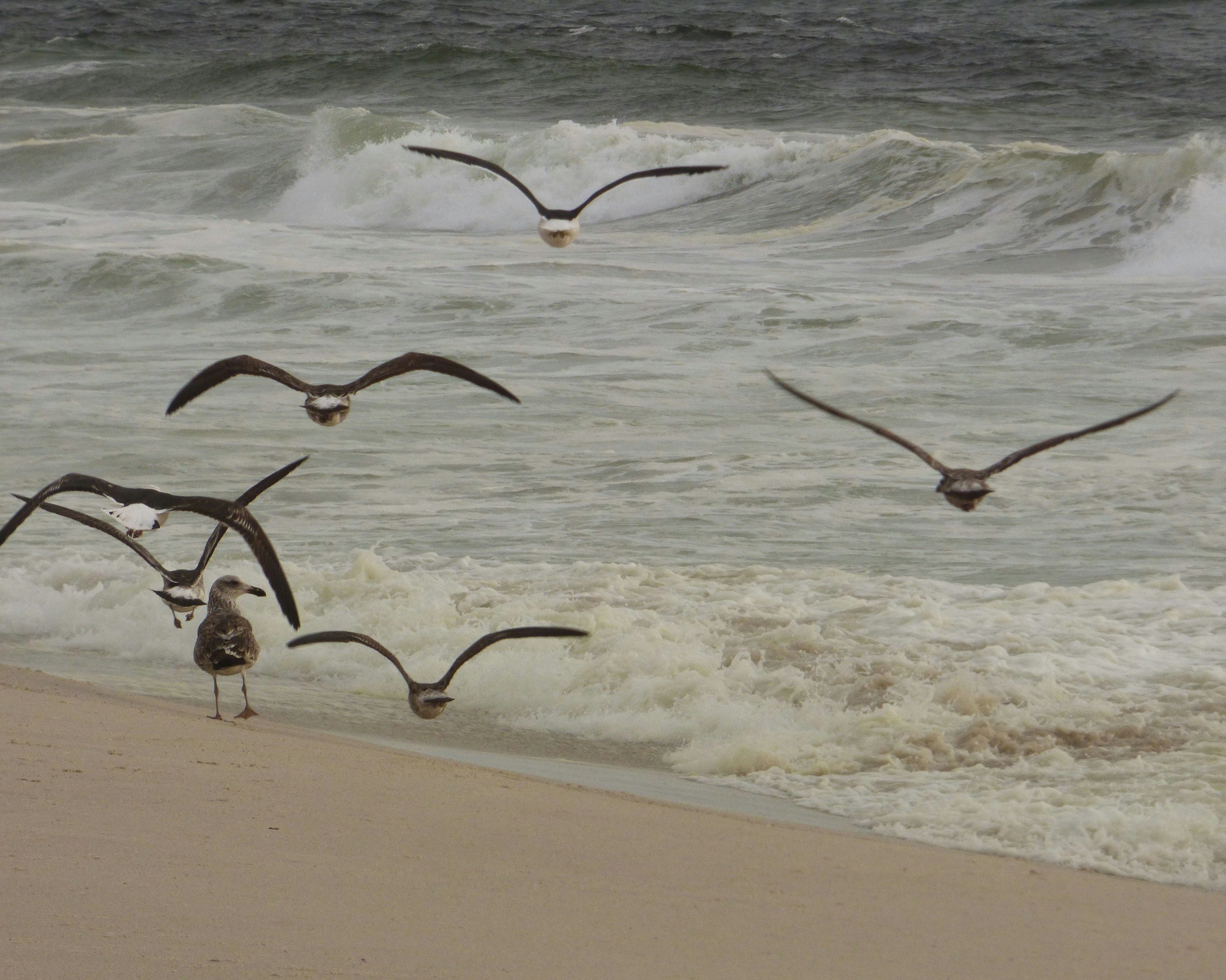 Flight Pattern Over Shore: Gulls Carving Through Sea Breeze
