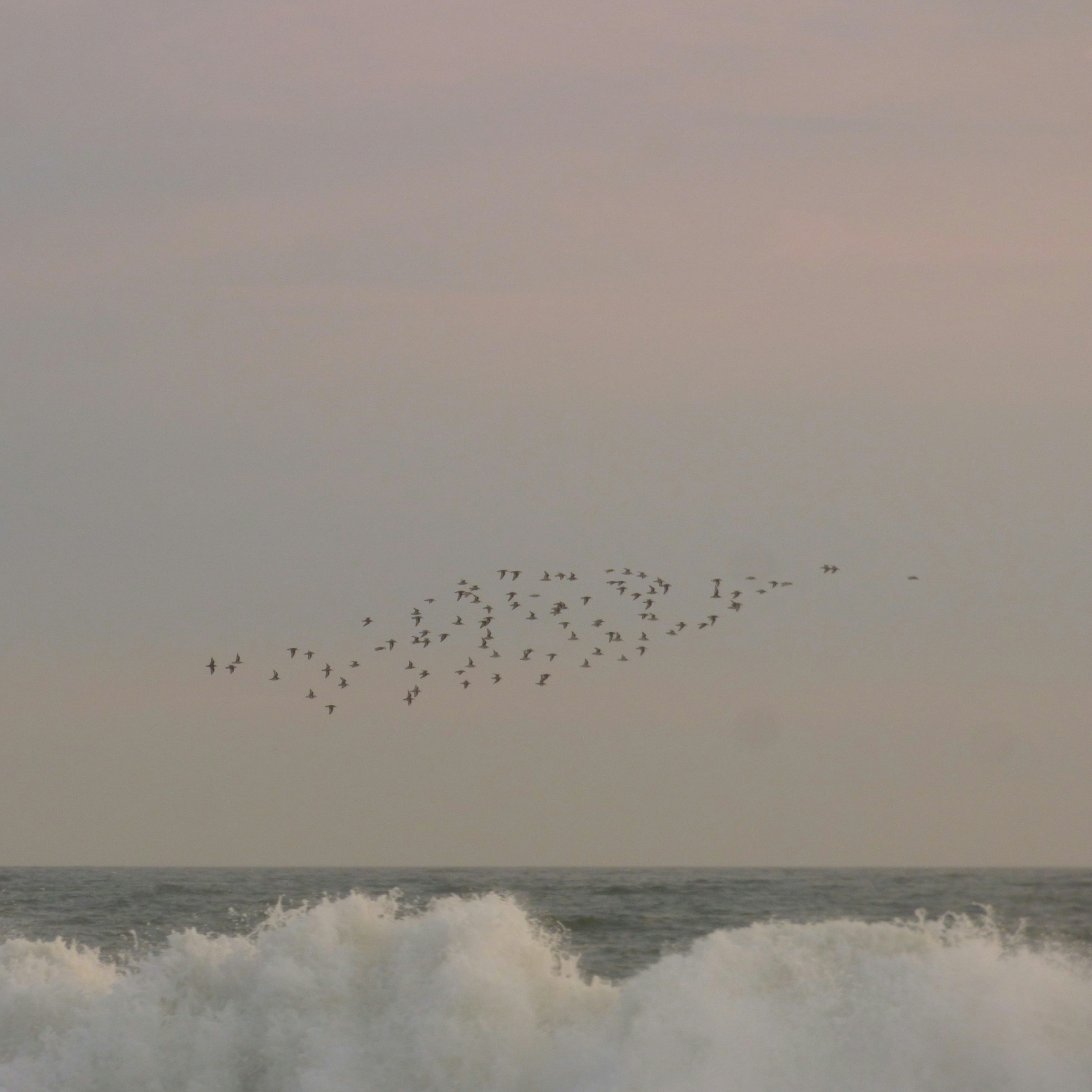Migrating Flock over a Tidal Crest at Dusk