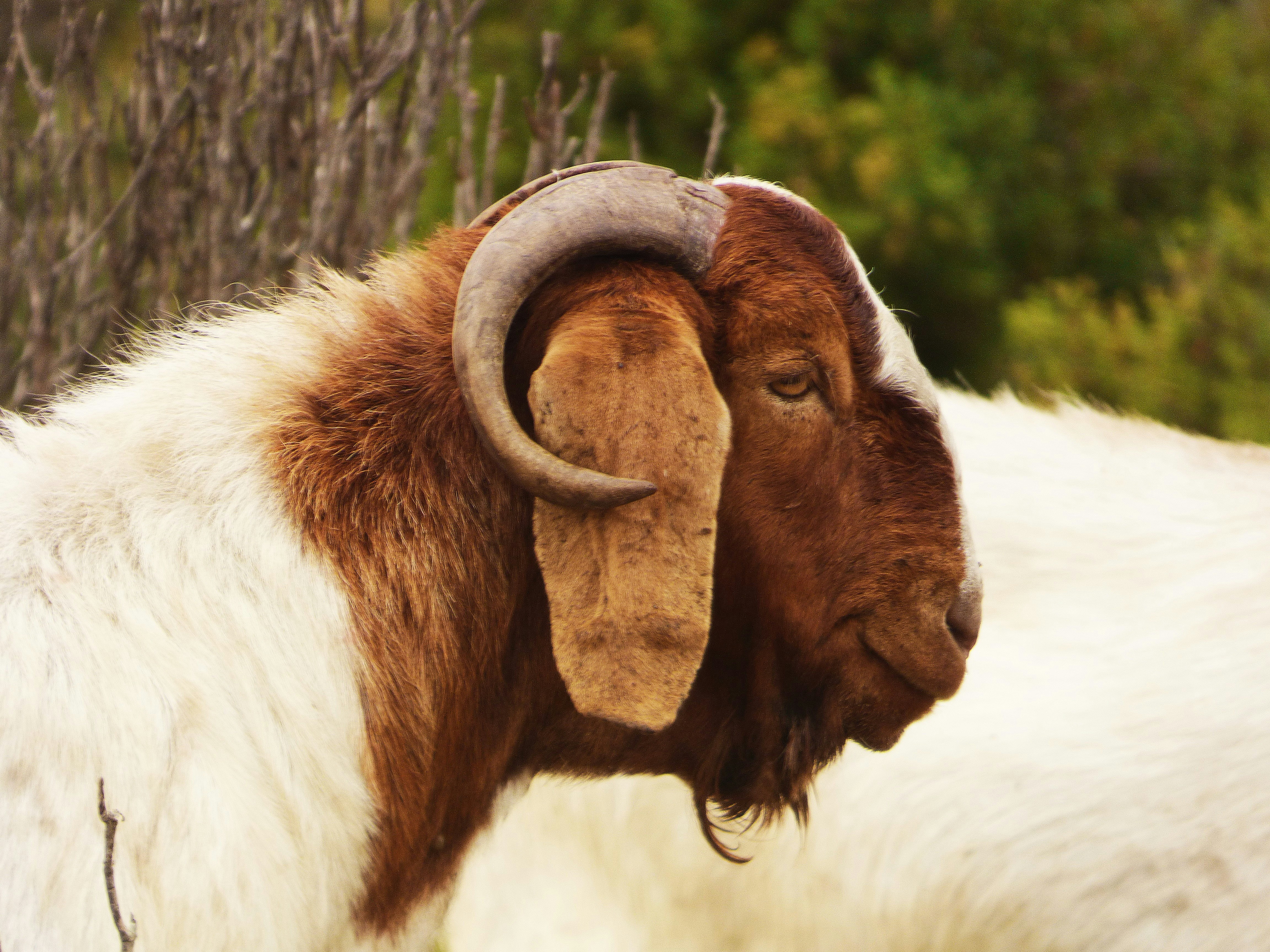 Hardened Horn, Gentle Gaze: Profile of an Alpine Ram