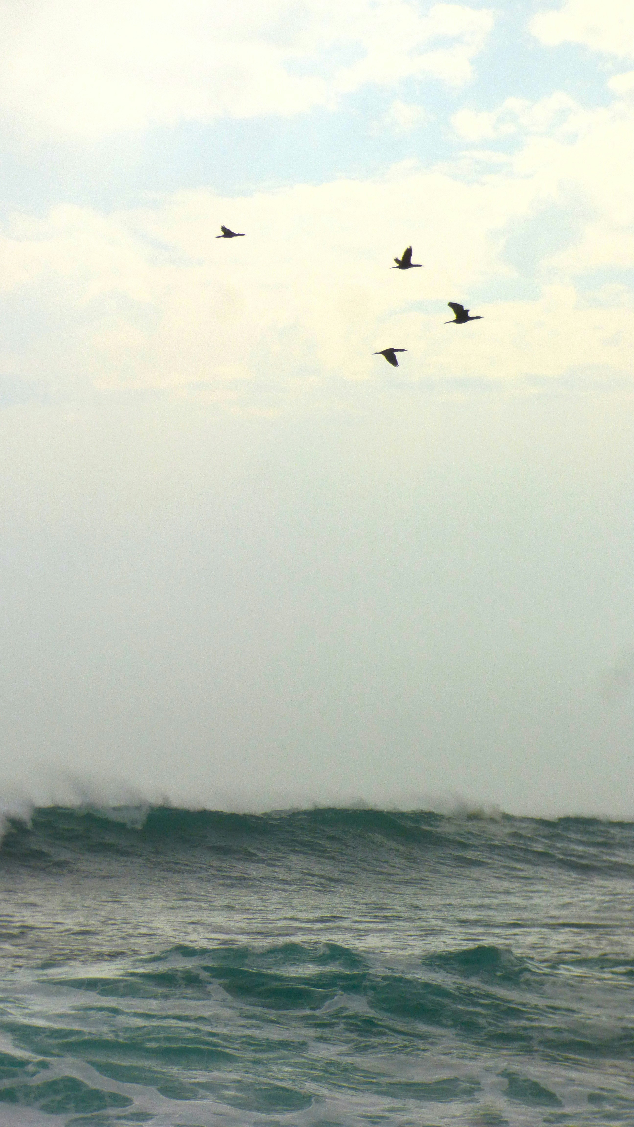 Winged Quartet Over a Quiet Horizon