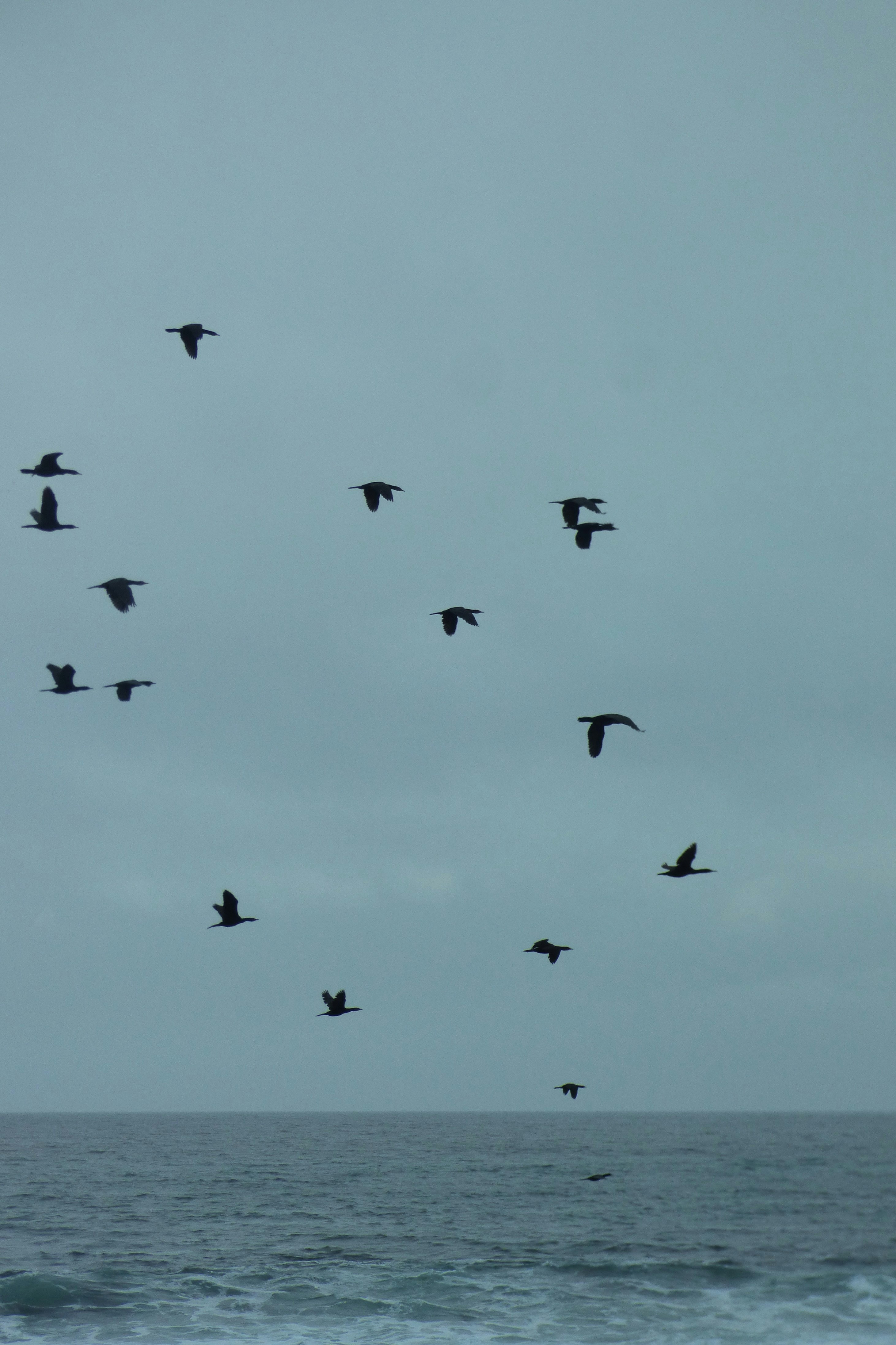 Winged Chorus over a Quiet Sea