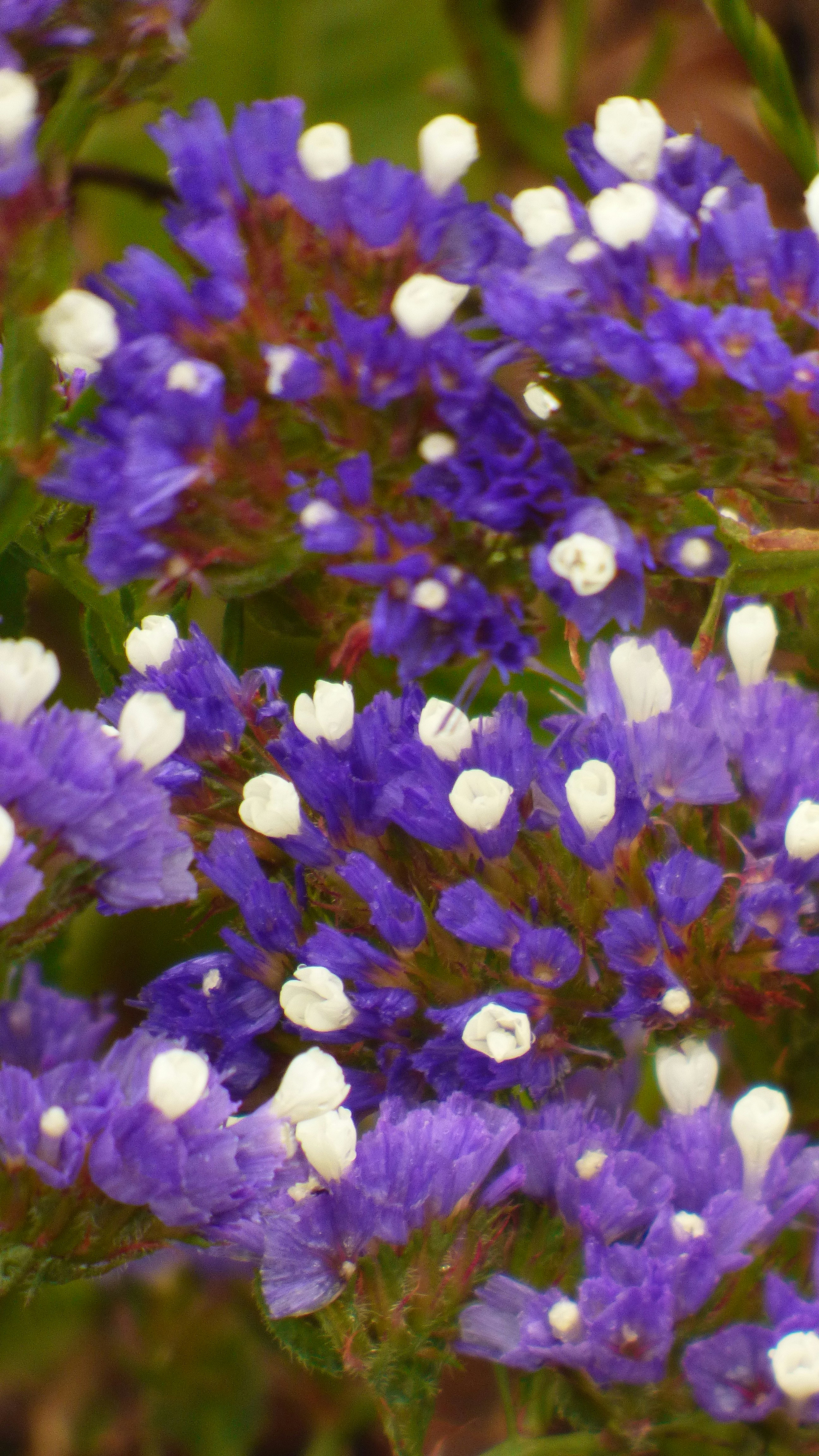 Purple bloom chorus: lavender petals with white centers in close-up
