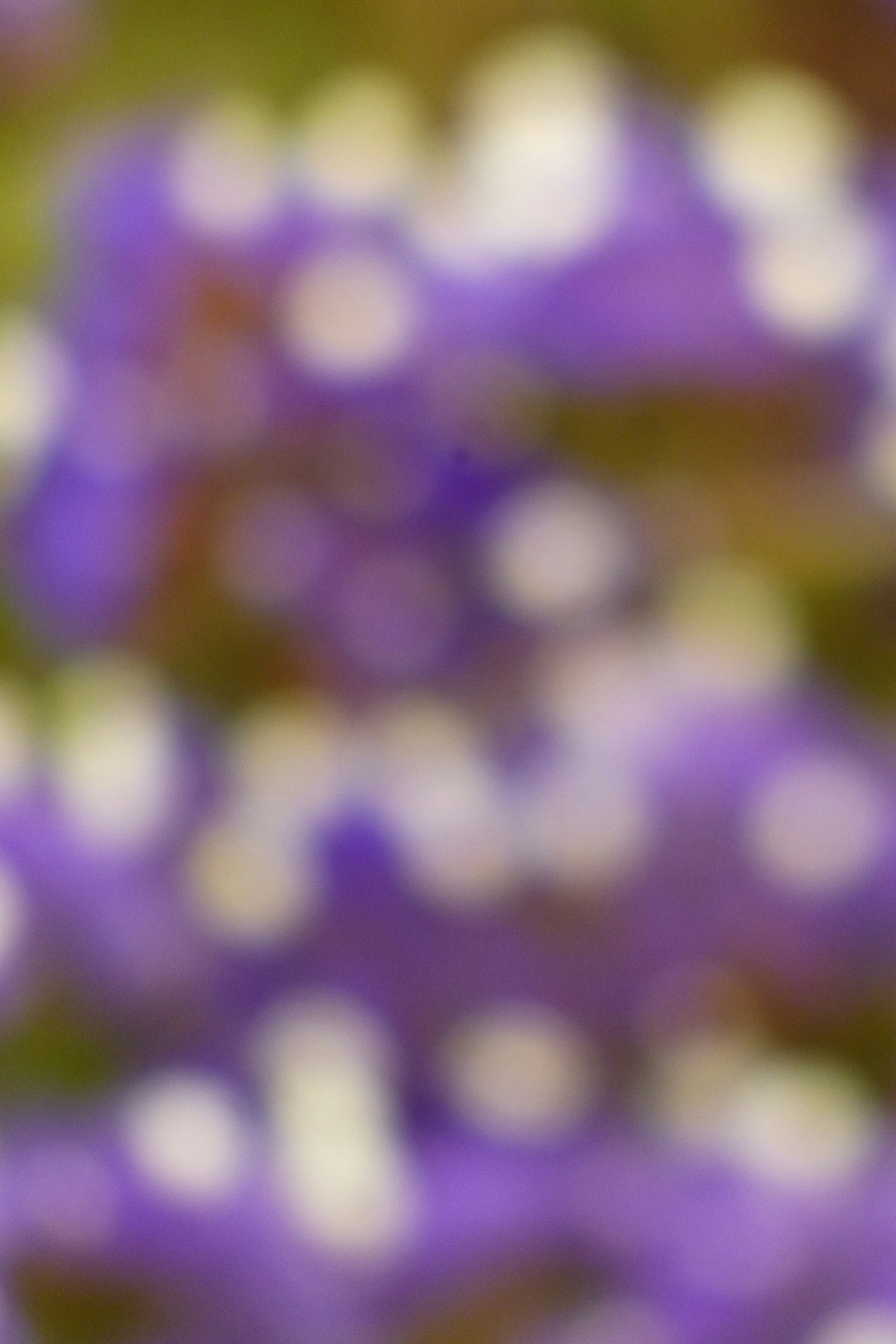 Soft Lavender Overlay: An Abstract Burst of Blooms