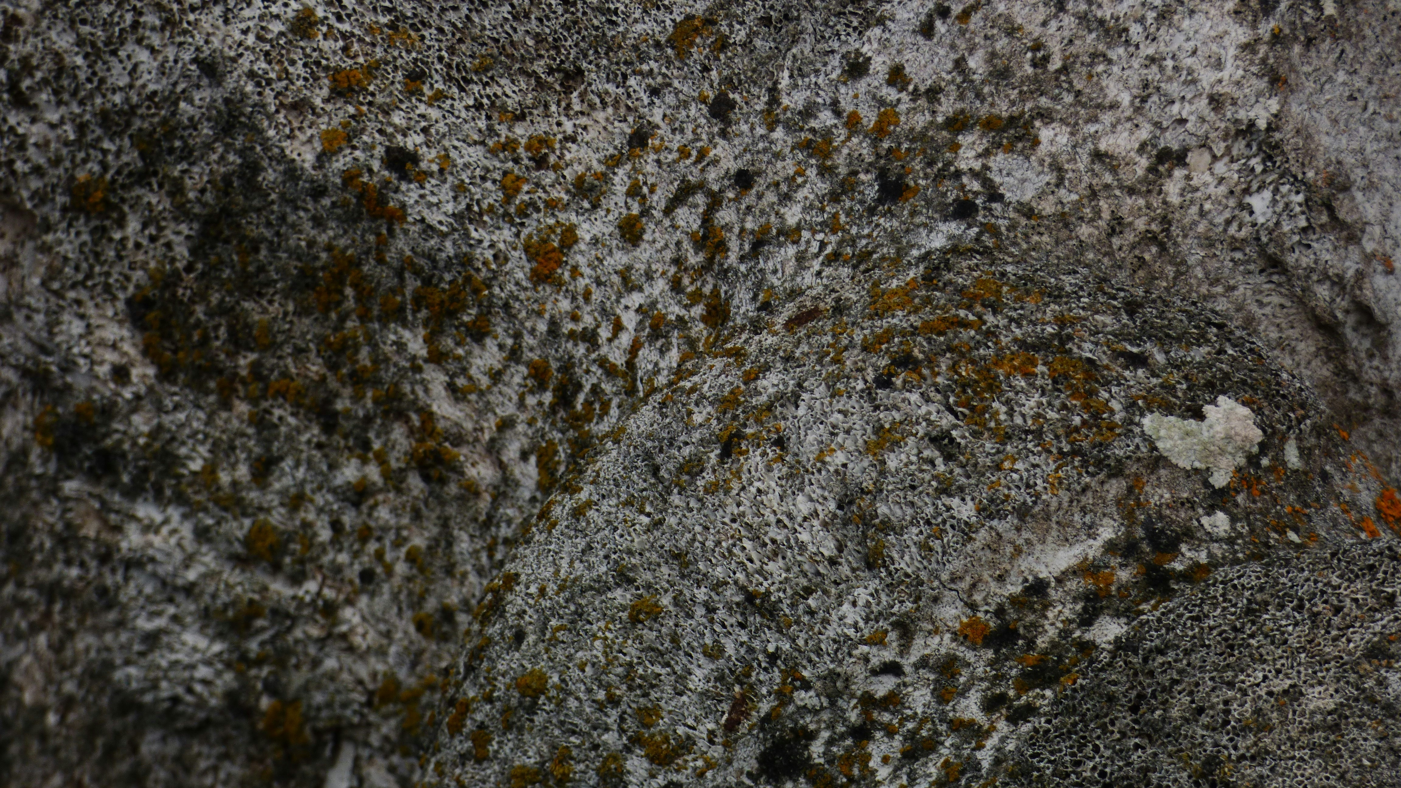 Lichen-veined Granite: Quiet Texture on Weathered Stone