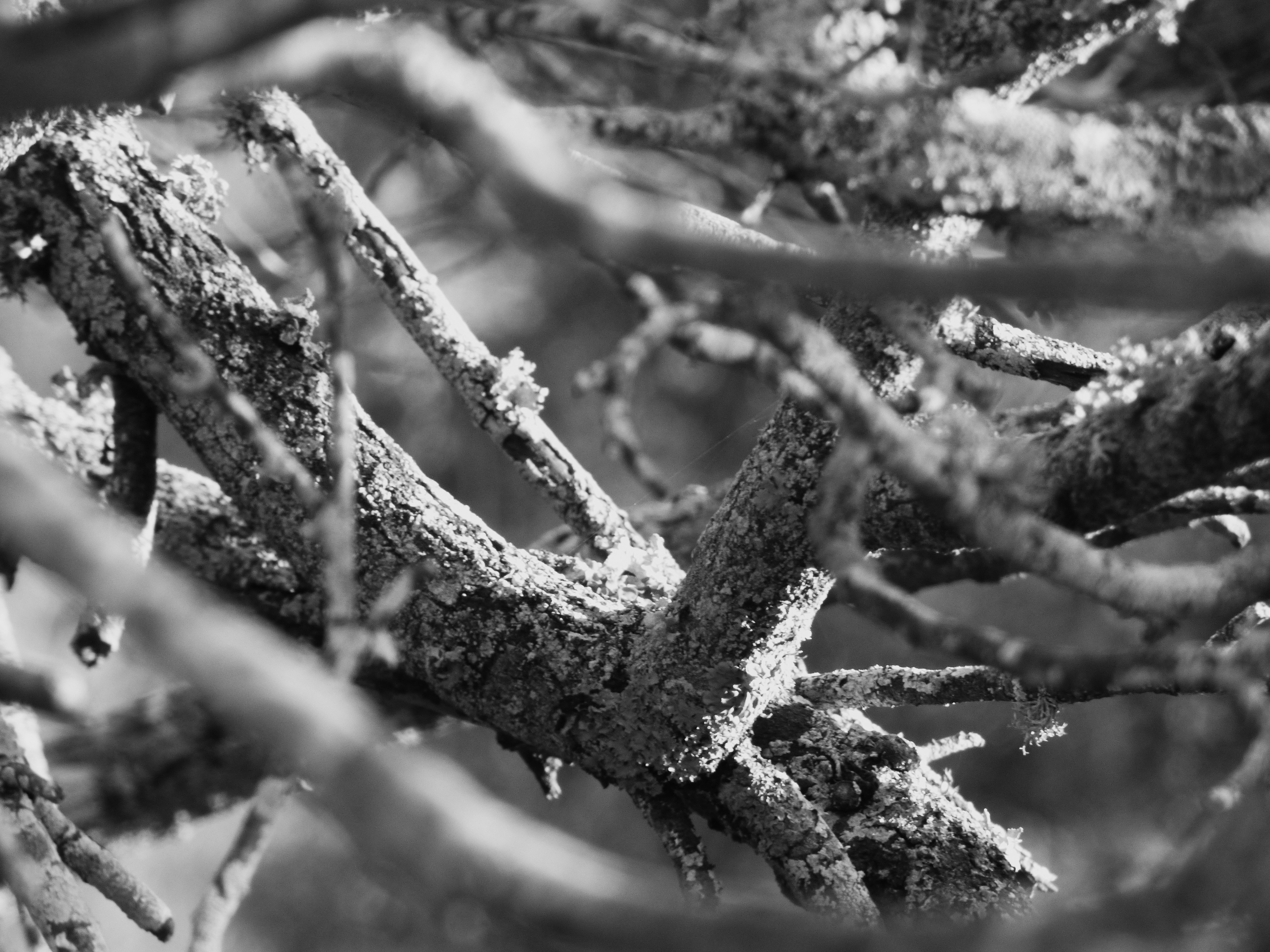 Cracked Bark and Twisted Branches: A Quiet Moment in Gray