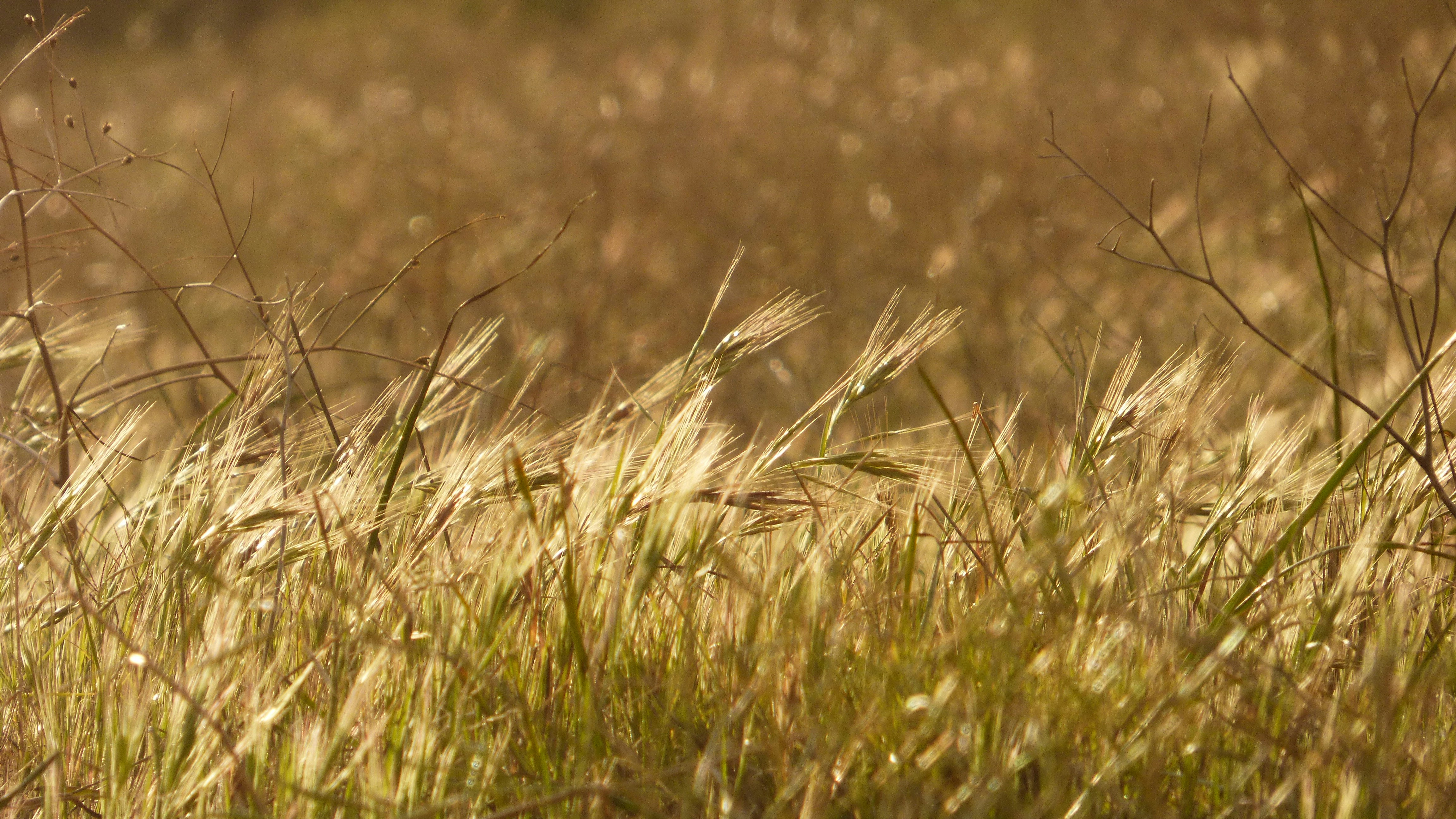Golden Prairie Grasses in Quiet Evening Light