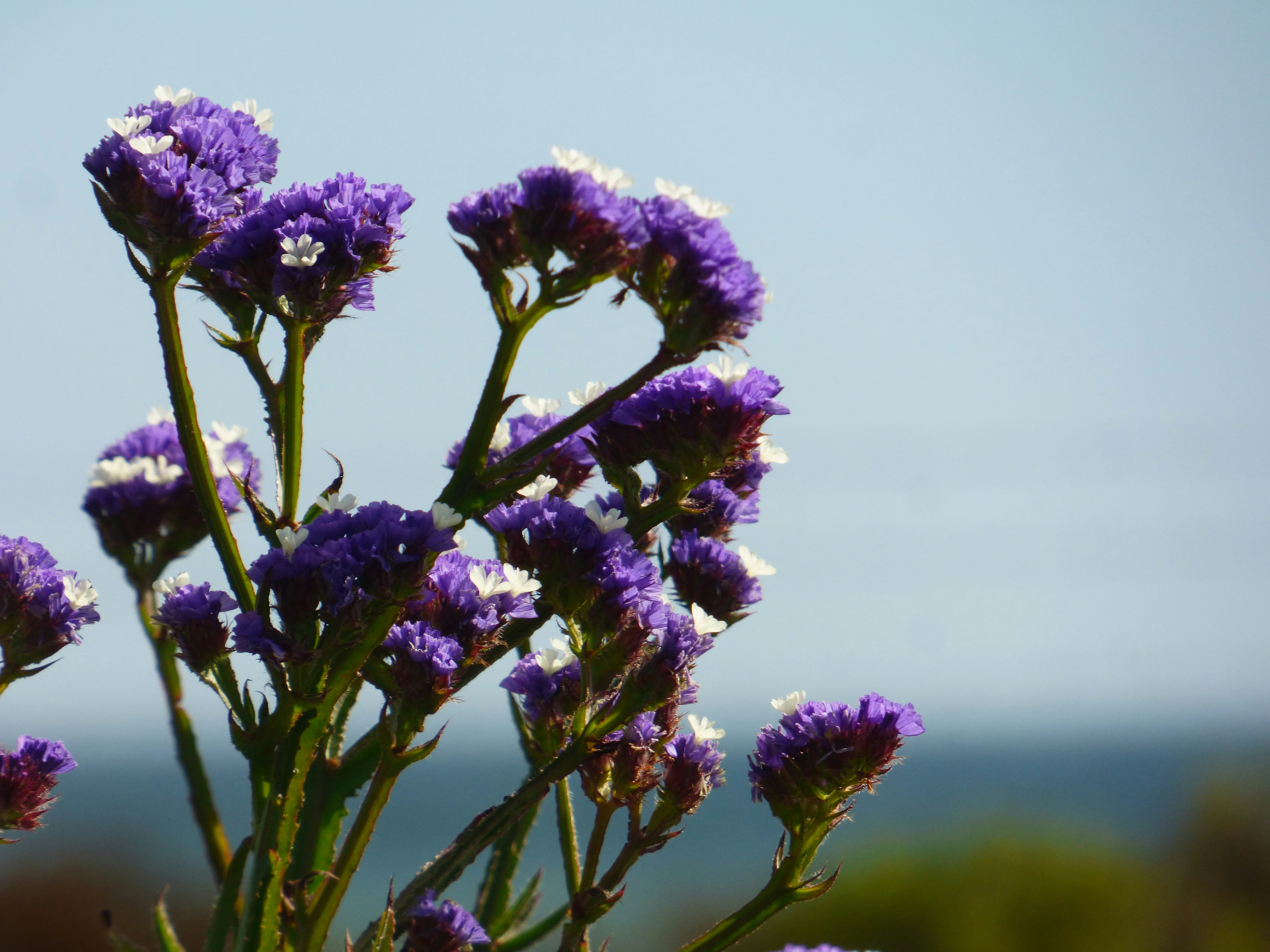 Purple statice against a calm horizon