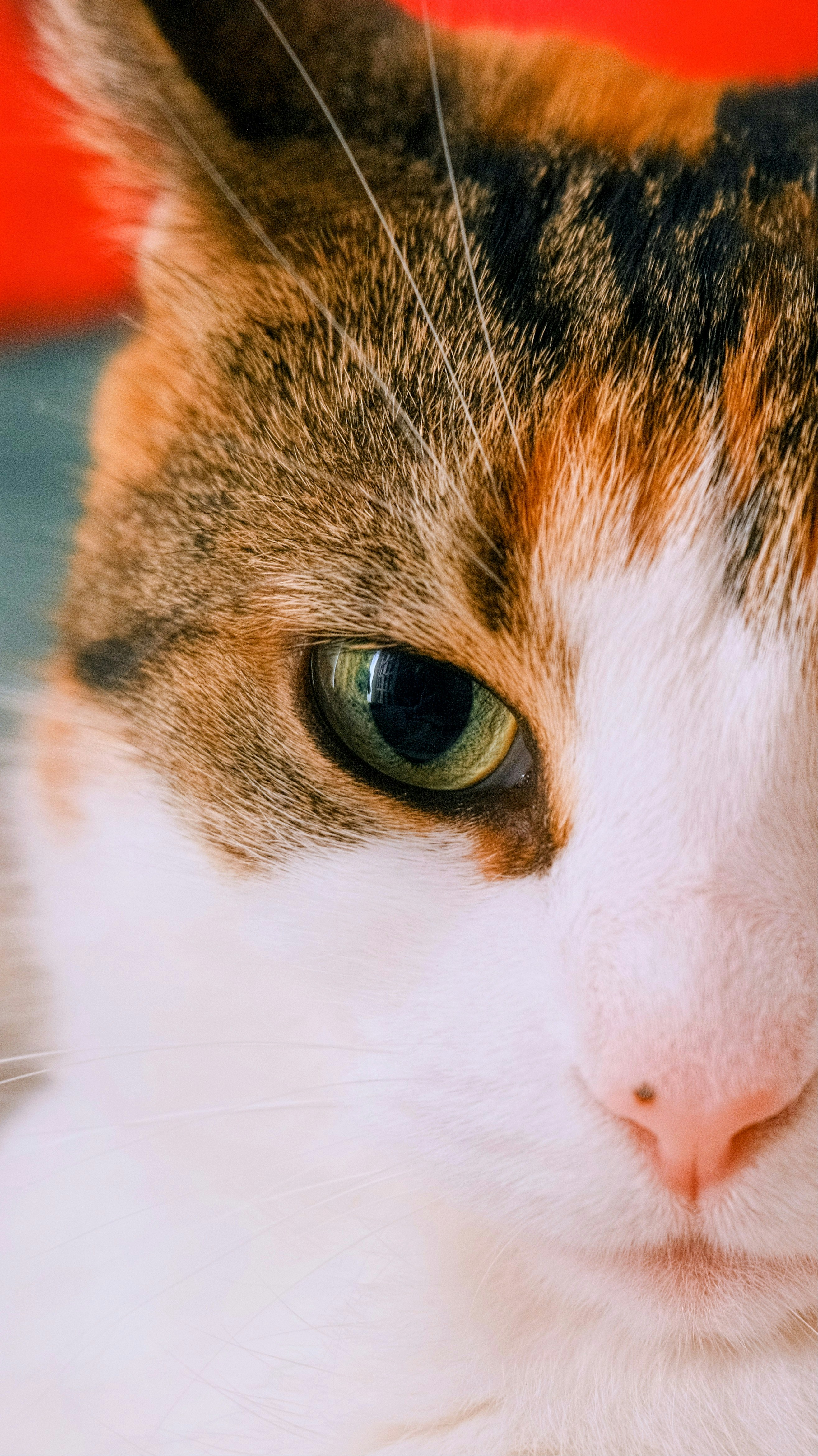 Close-Up Sonata: The Calico's Quiet Gaze