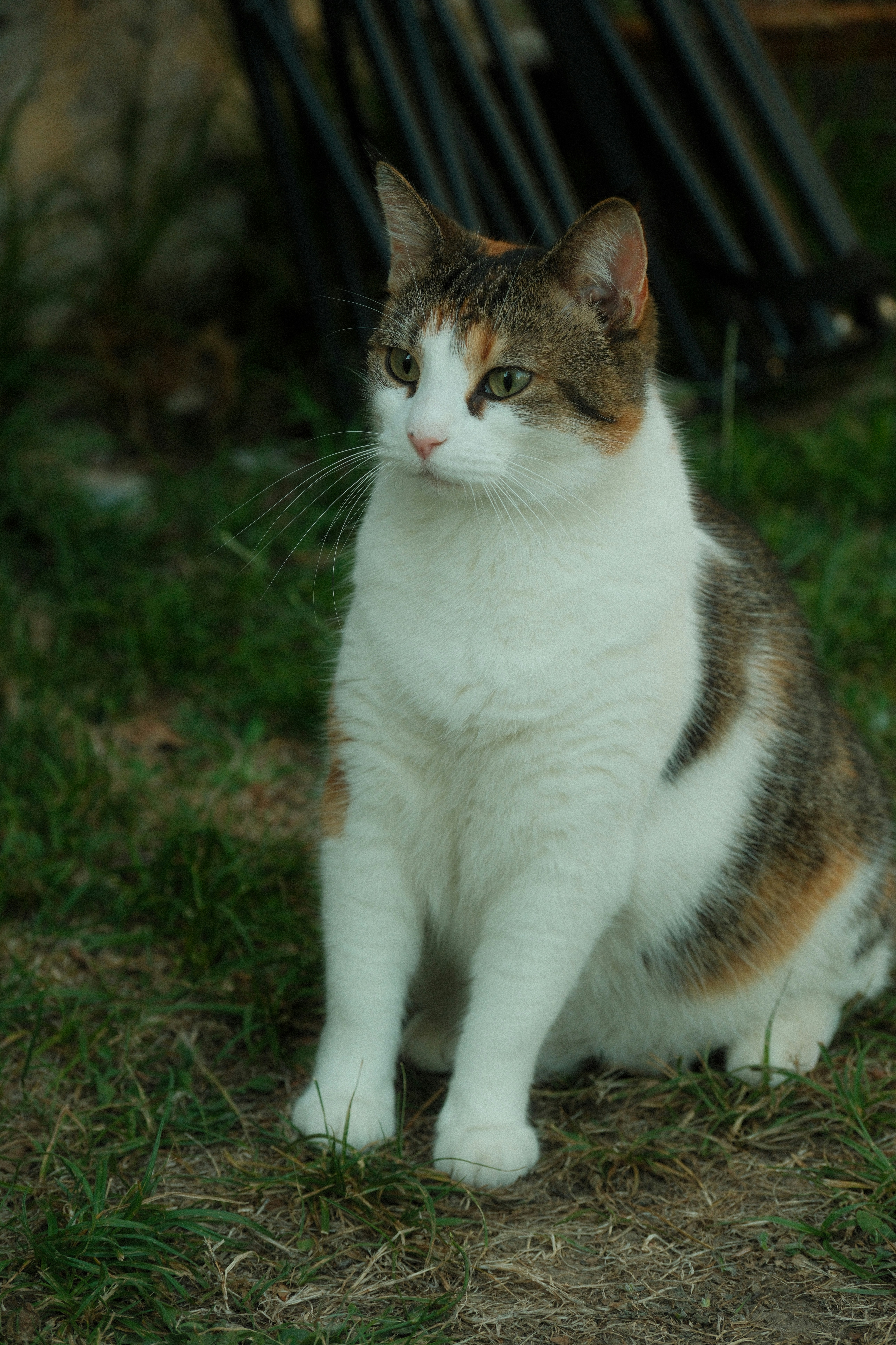 Calm Calico in the Garden