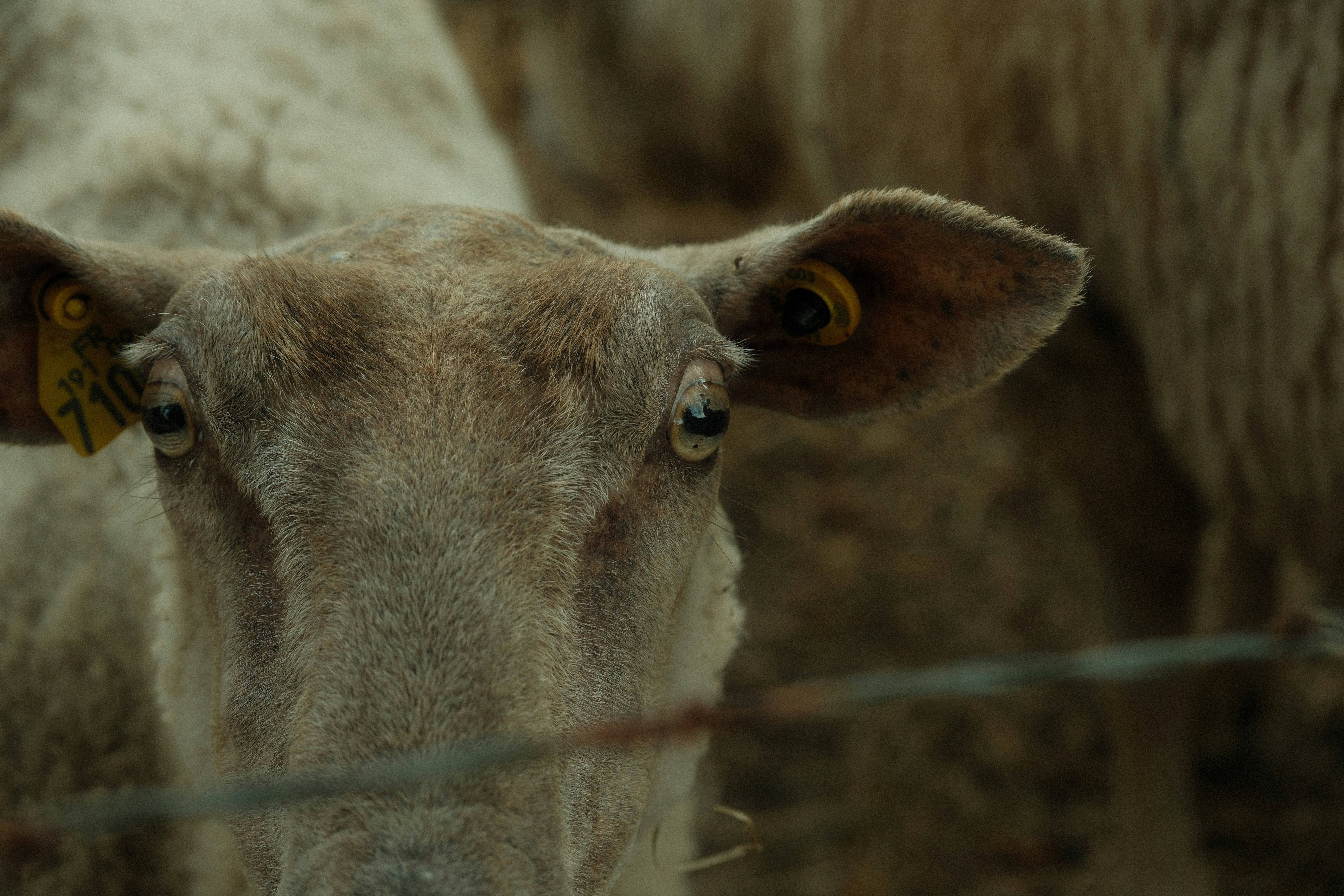 Eye Contact Through the Fence: A Cow's Gaze Up Close
