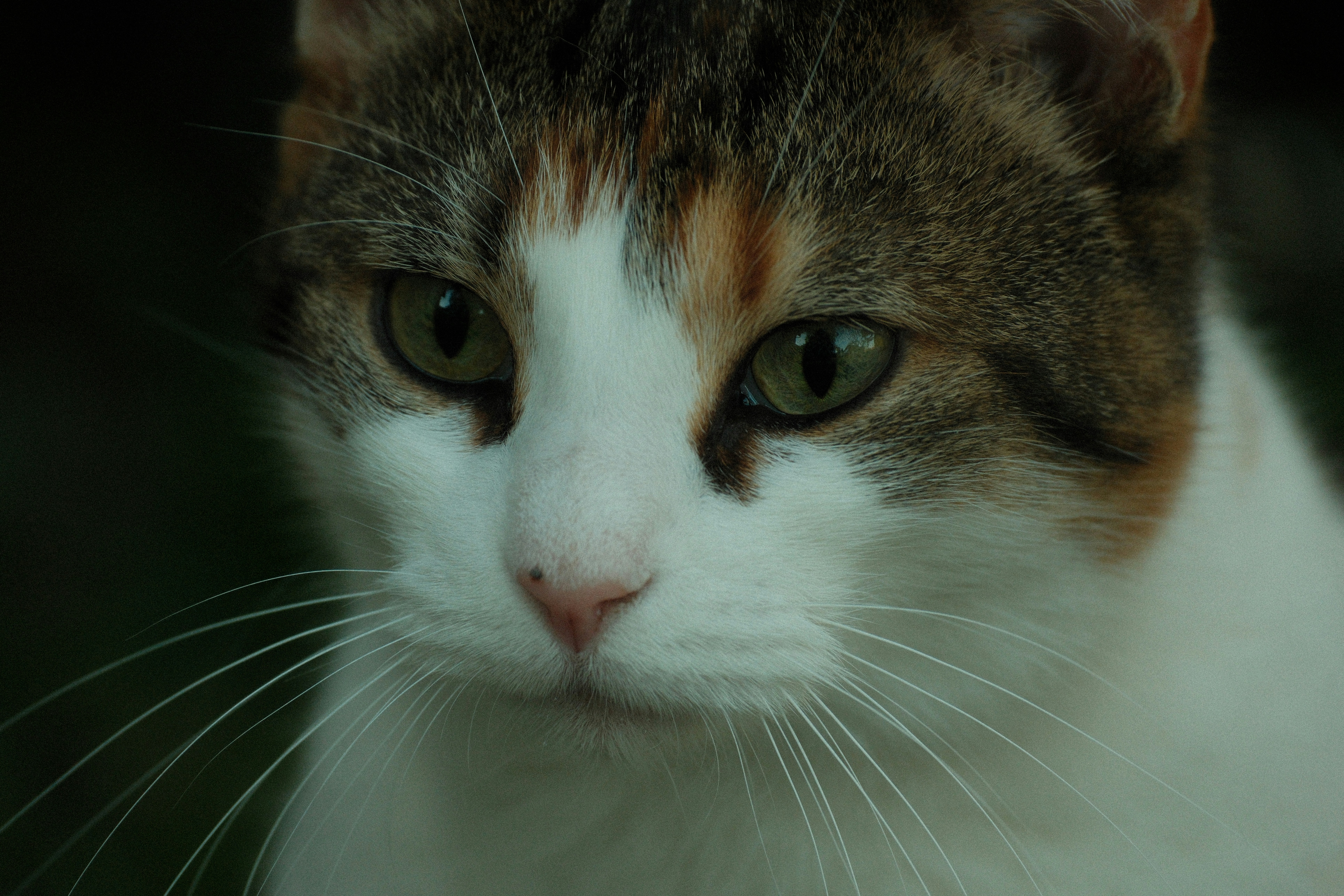Close-Up of a Calico Cat’s Intense Gaze