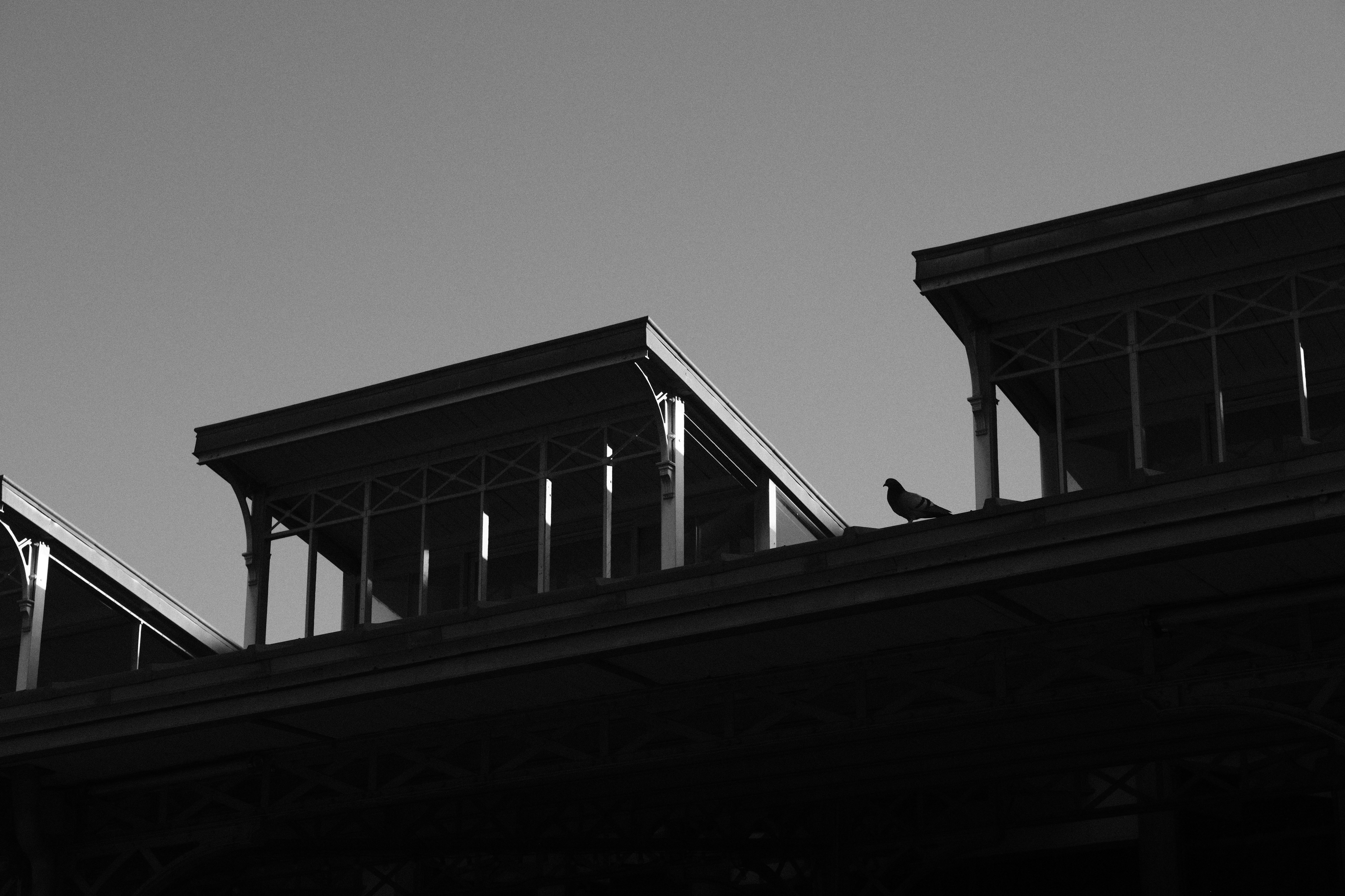 Bird on the Bridge Ridge: A Quiet Silhouette Against Steel