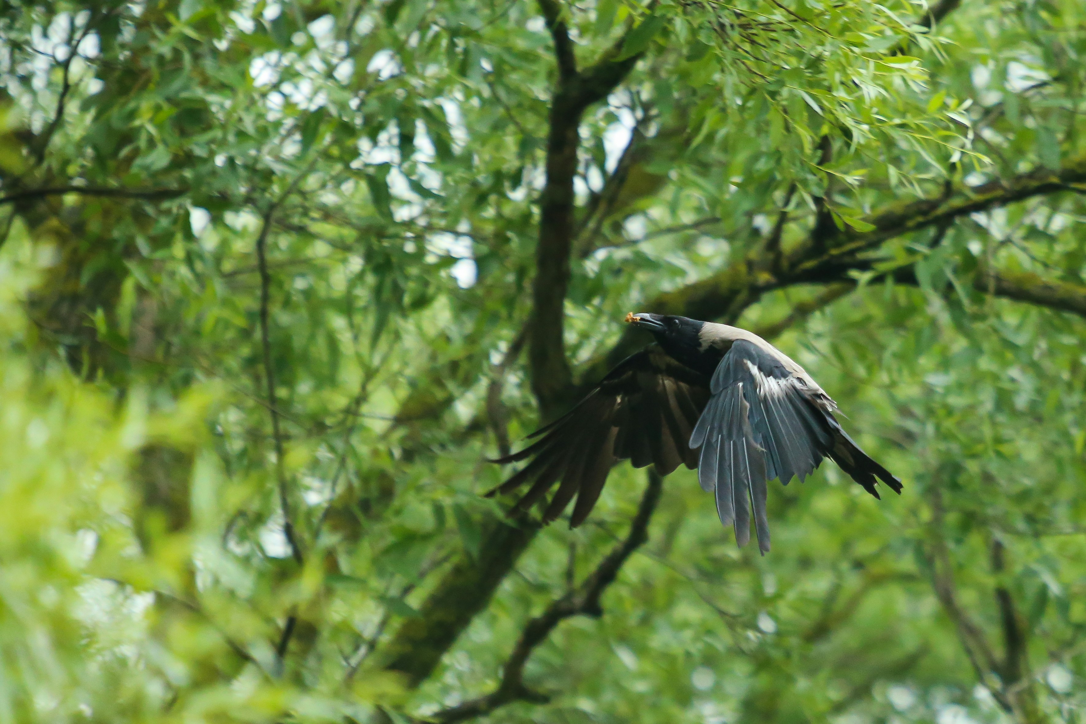 Wings of the Green Canopy: A Cohesive Flight through Leaves