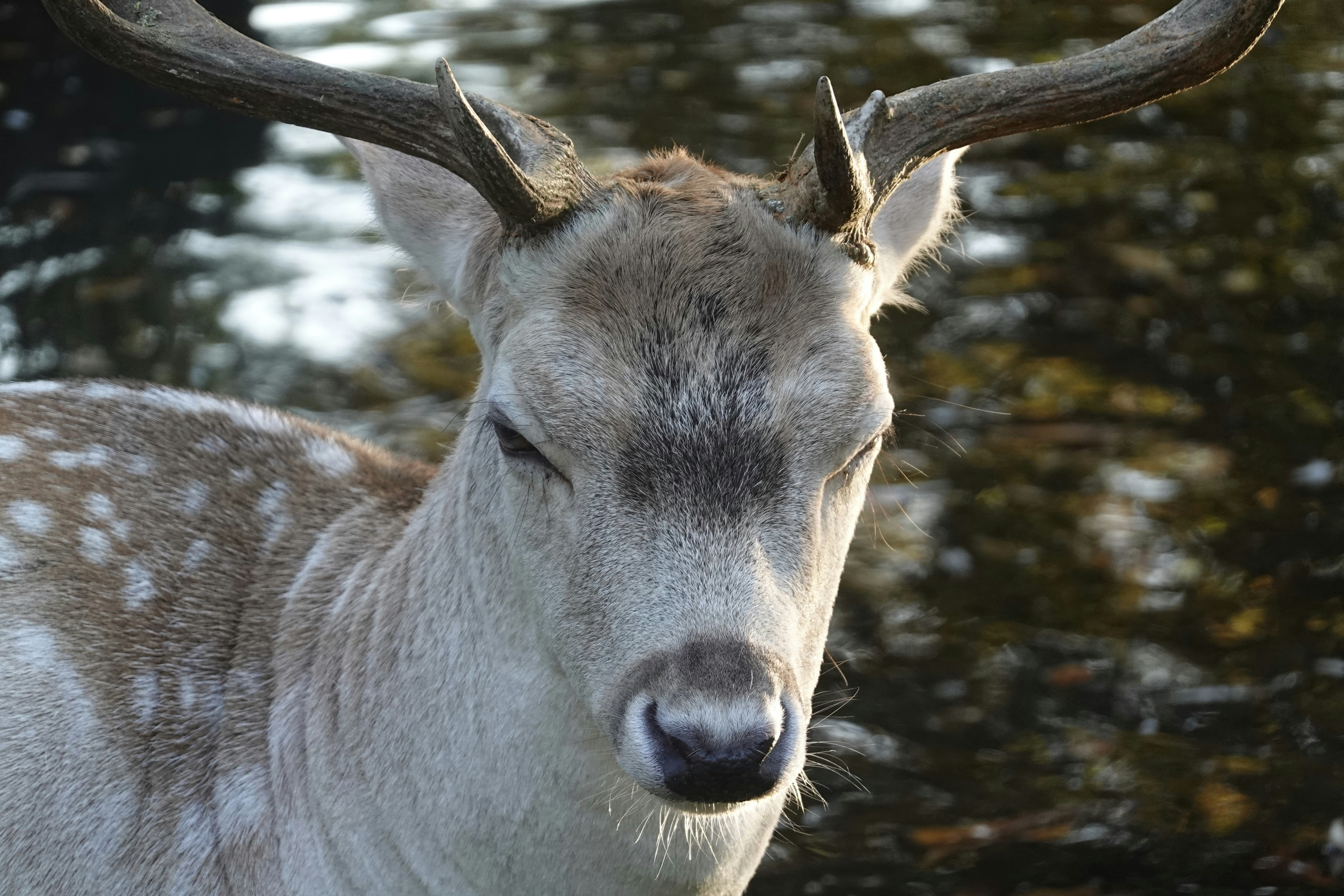 Portrait of a male fallow deer