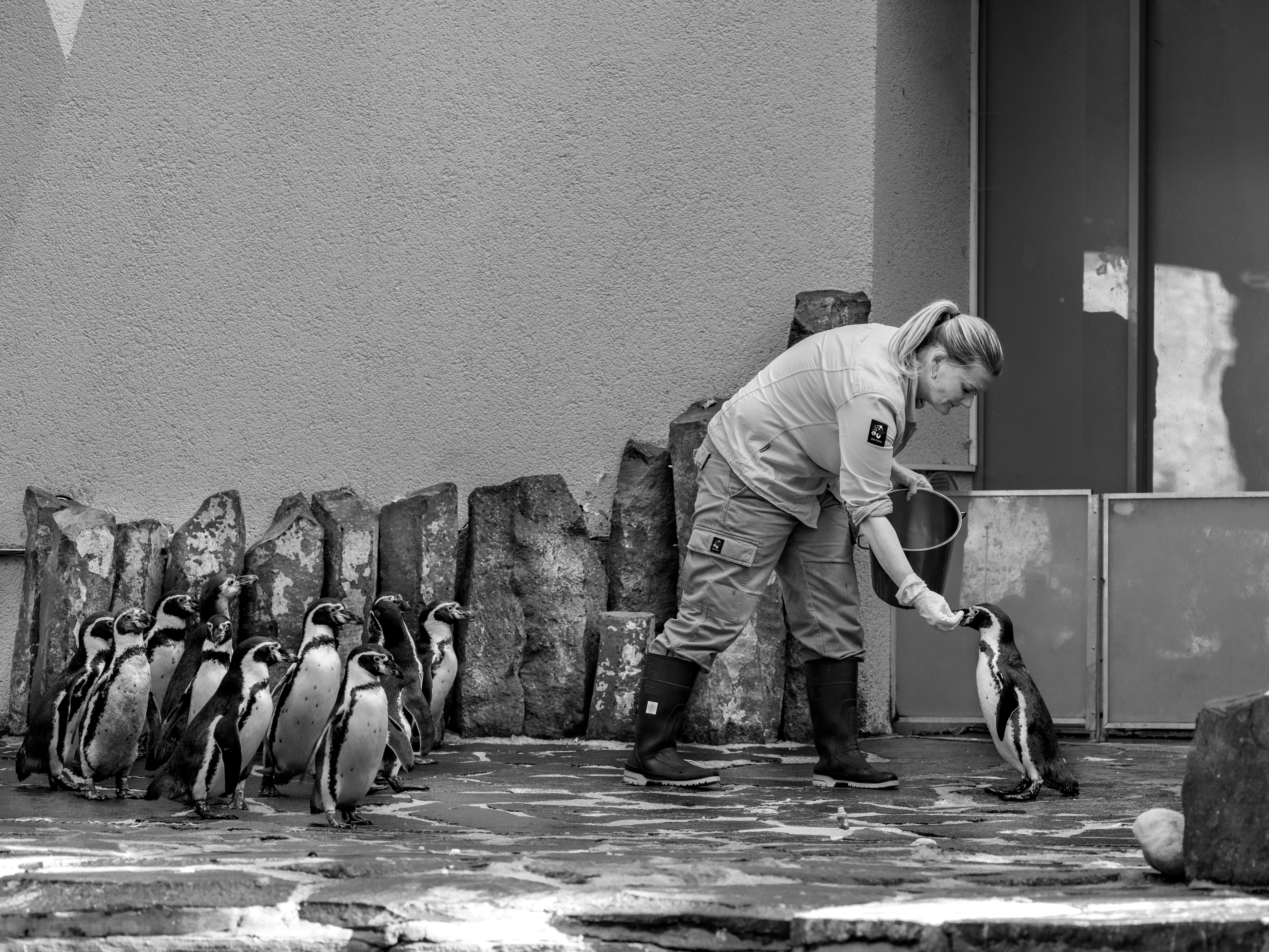 Penguin Handler: Keeper Calibrates a Solo Penguin
