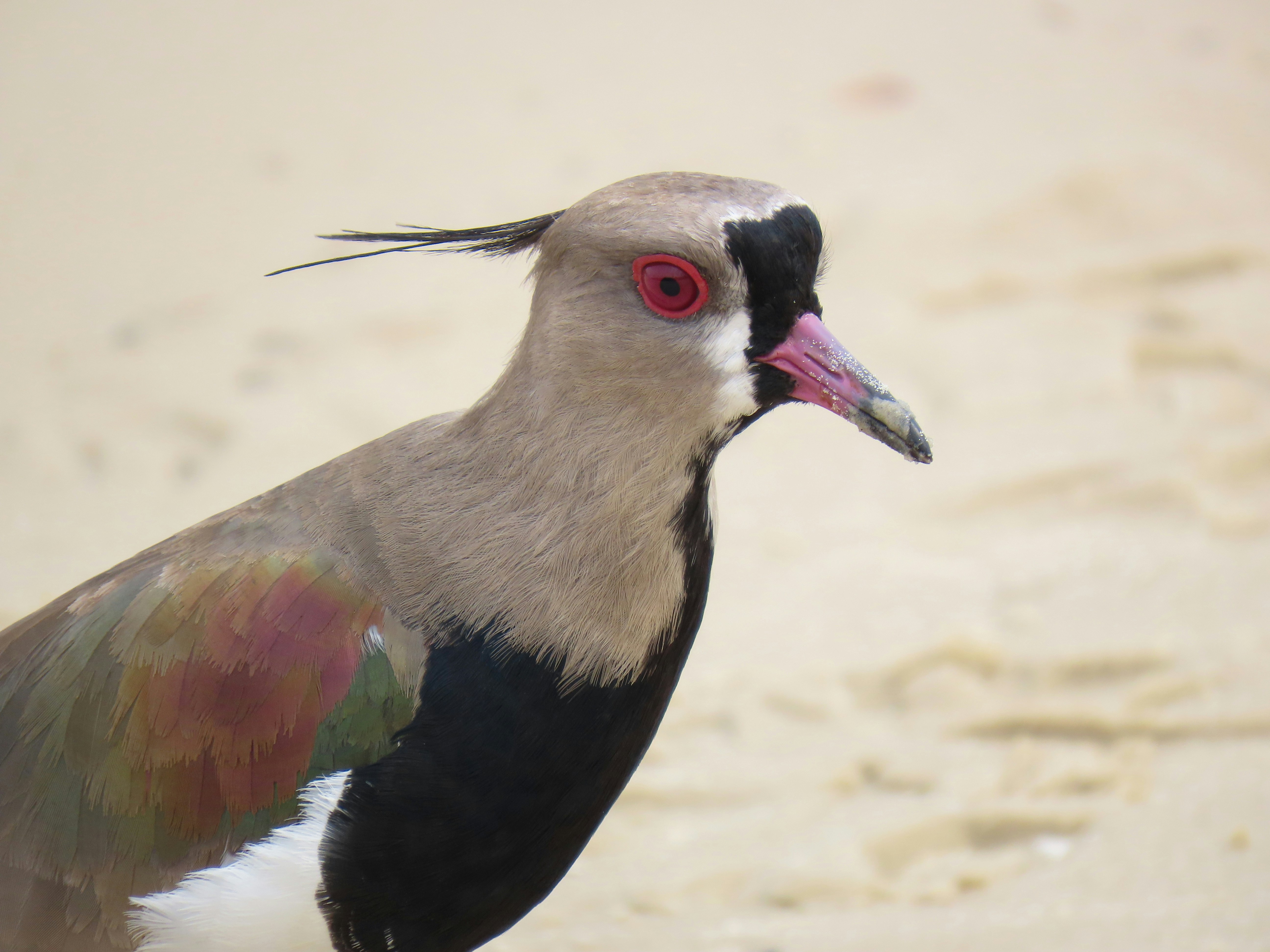 Scarlet-eyed Crested Plover in Sandbank Light
