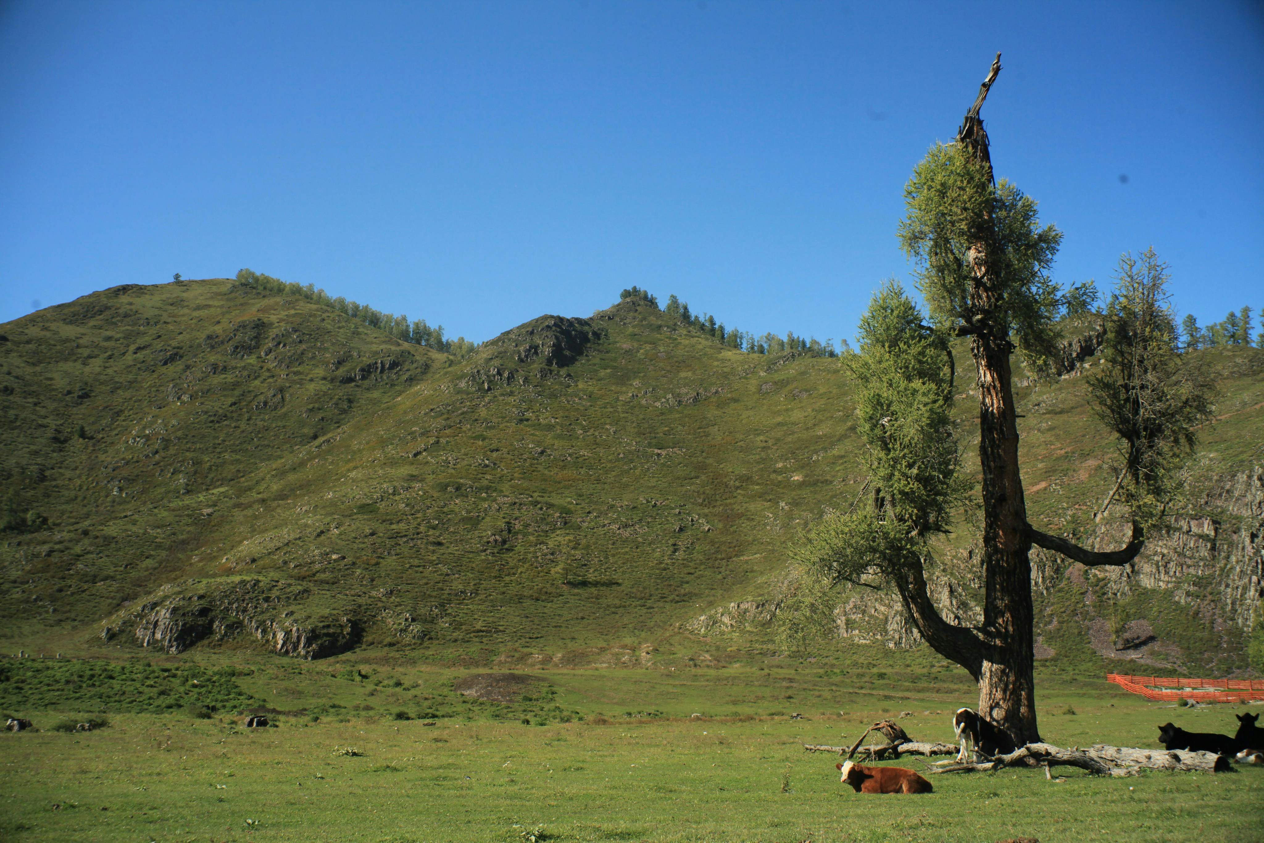 Lonely Tree Sentinel in Open Valleys