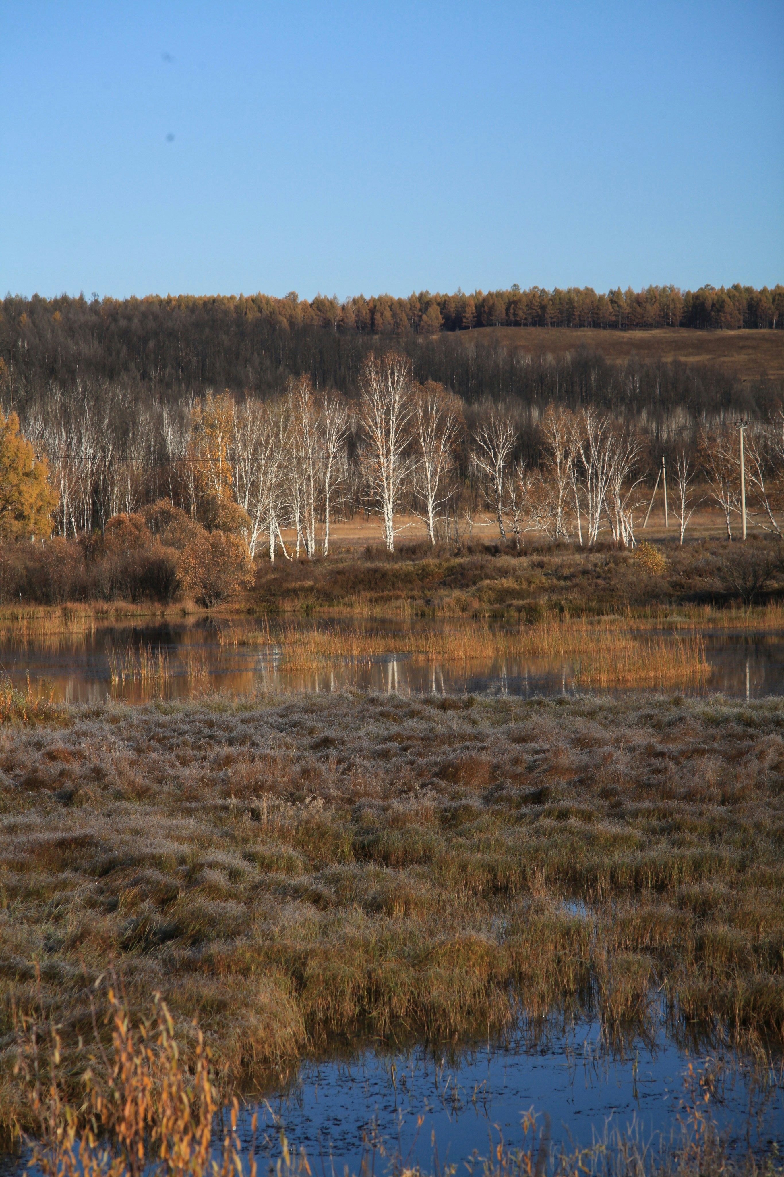 Autumn Rim: White-barked Trees Standing by a Quiet Marsh