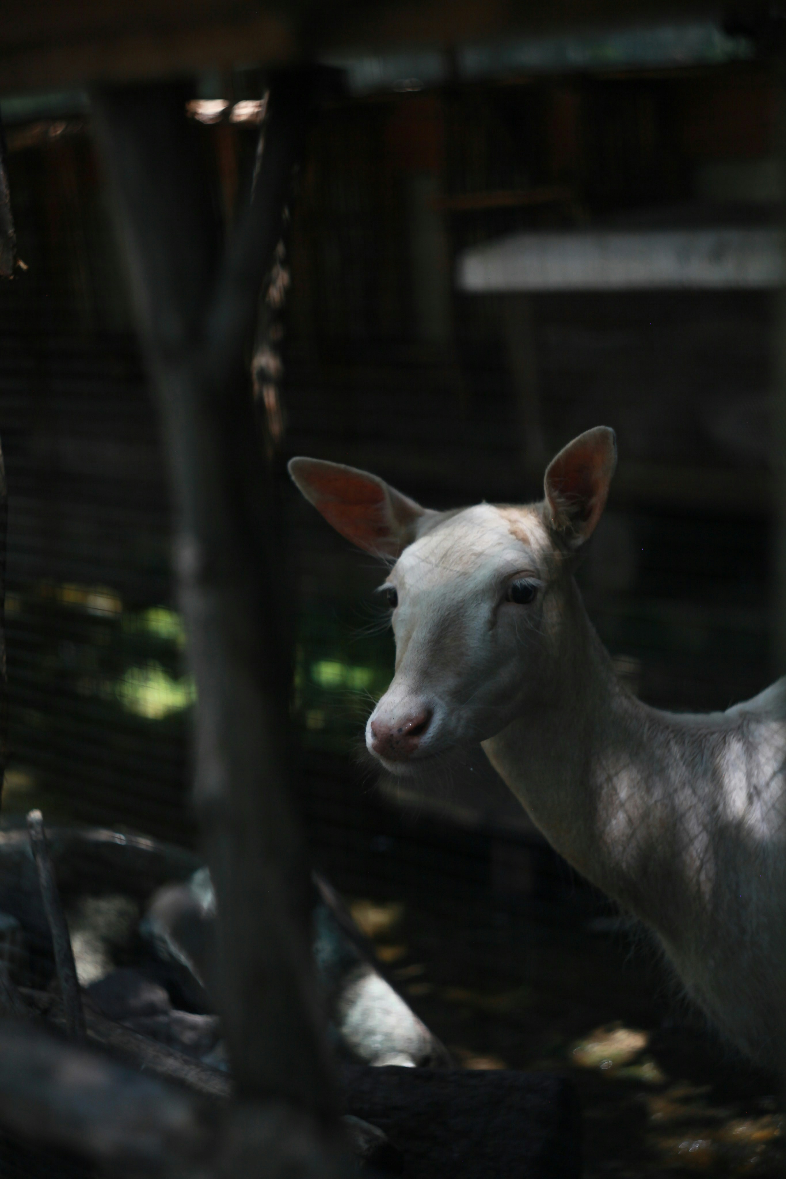 Curious White Goat at Dappled Farm Shade