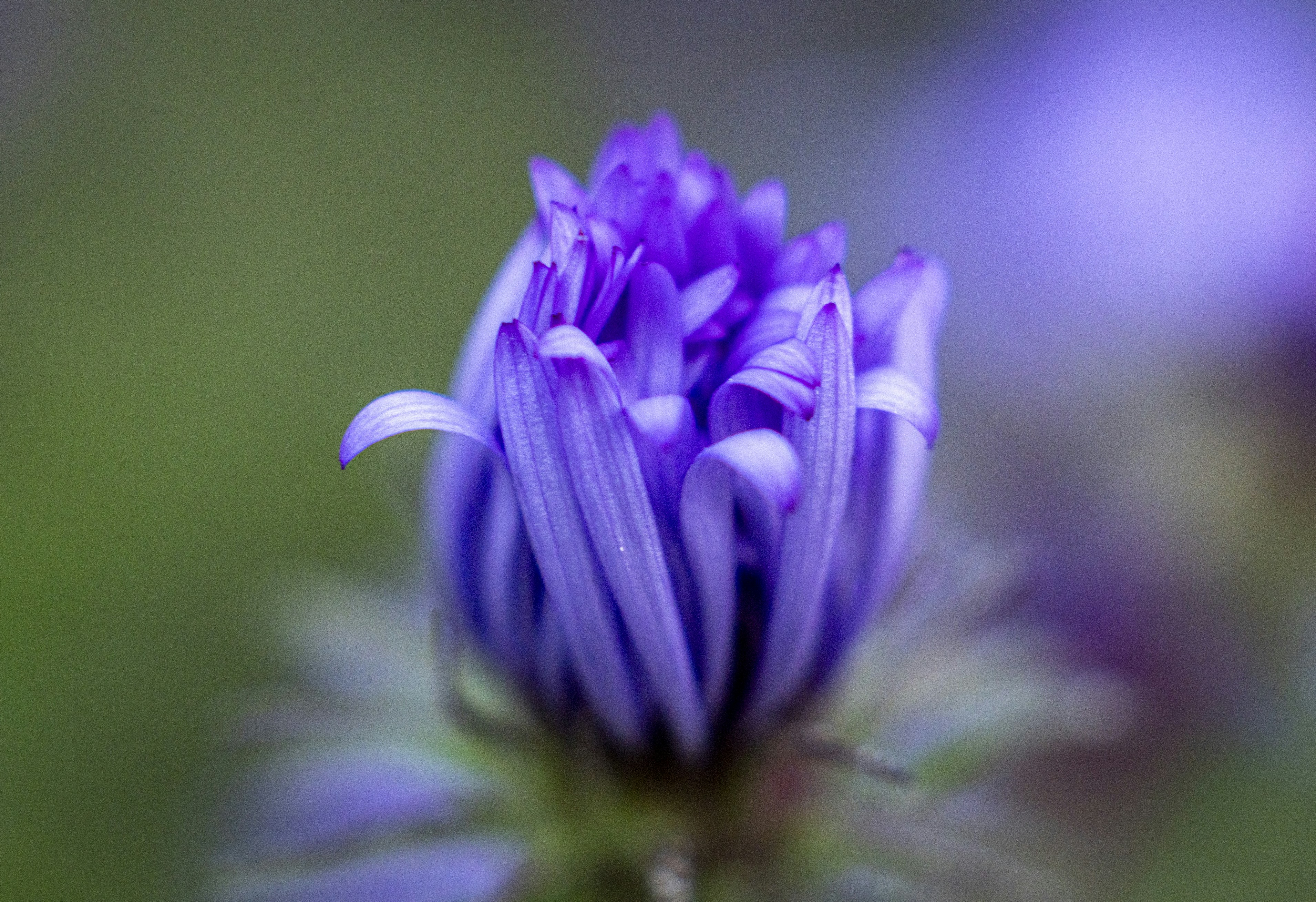 Purple Bud in Soft Focus: Close-Up of a Delicate Petal Cluster