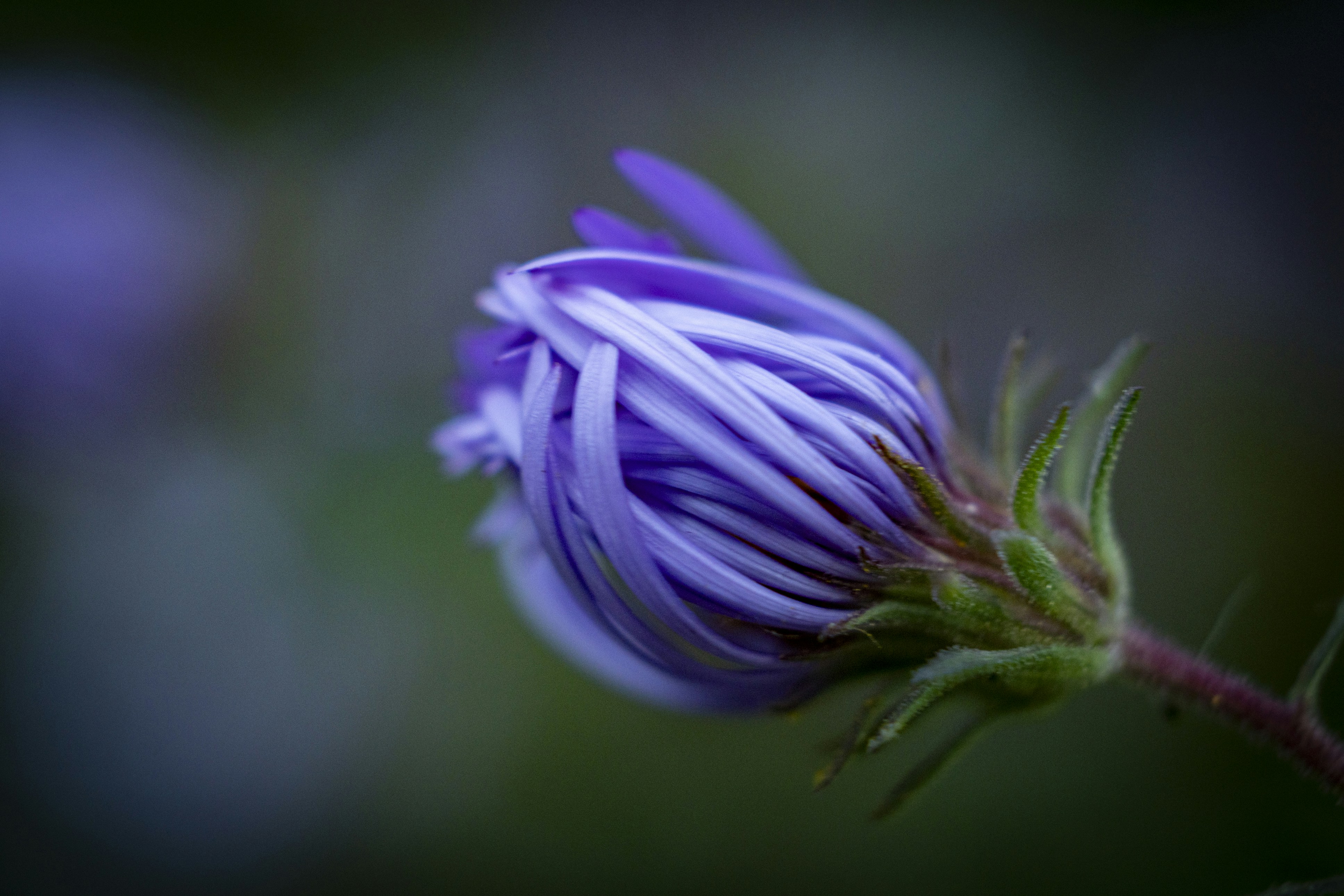 Purple Tendrils in a Gentle Bloom