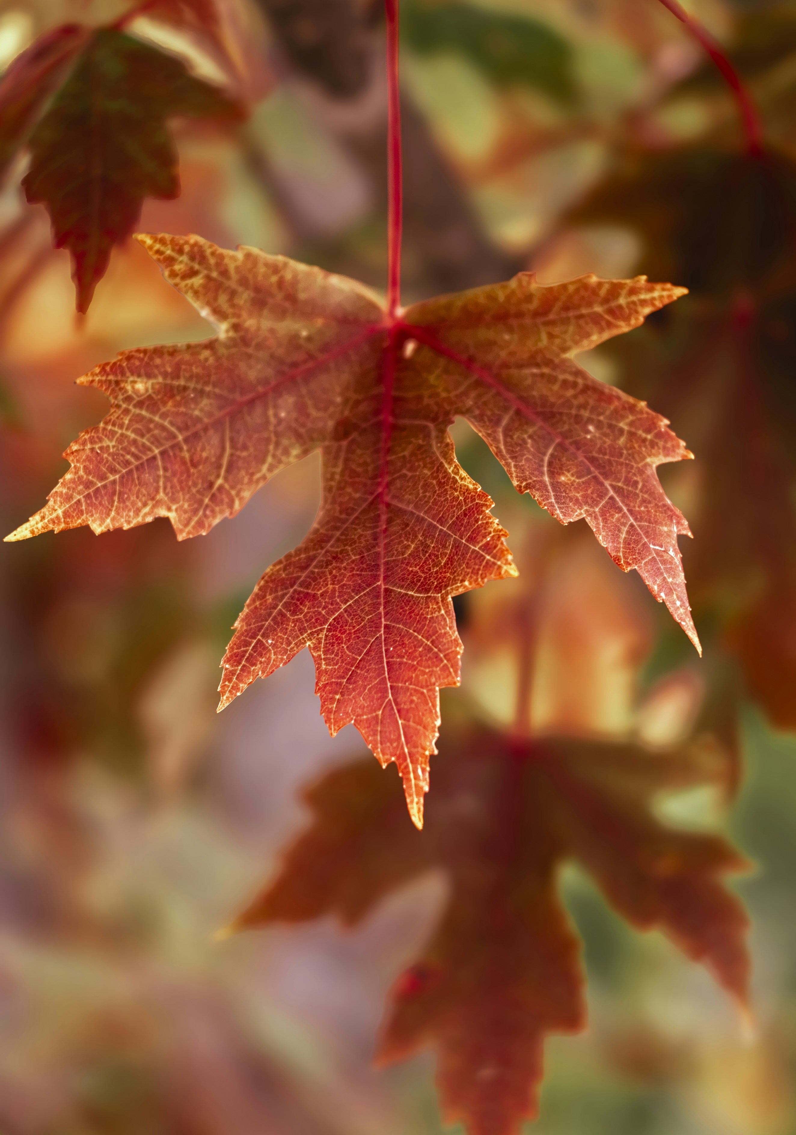 Crimson Maple: A Central Leaf Amid Blurred Autumn Veil