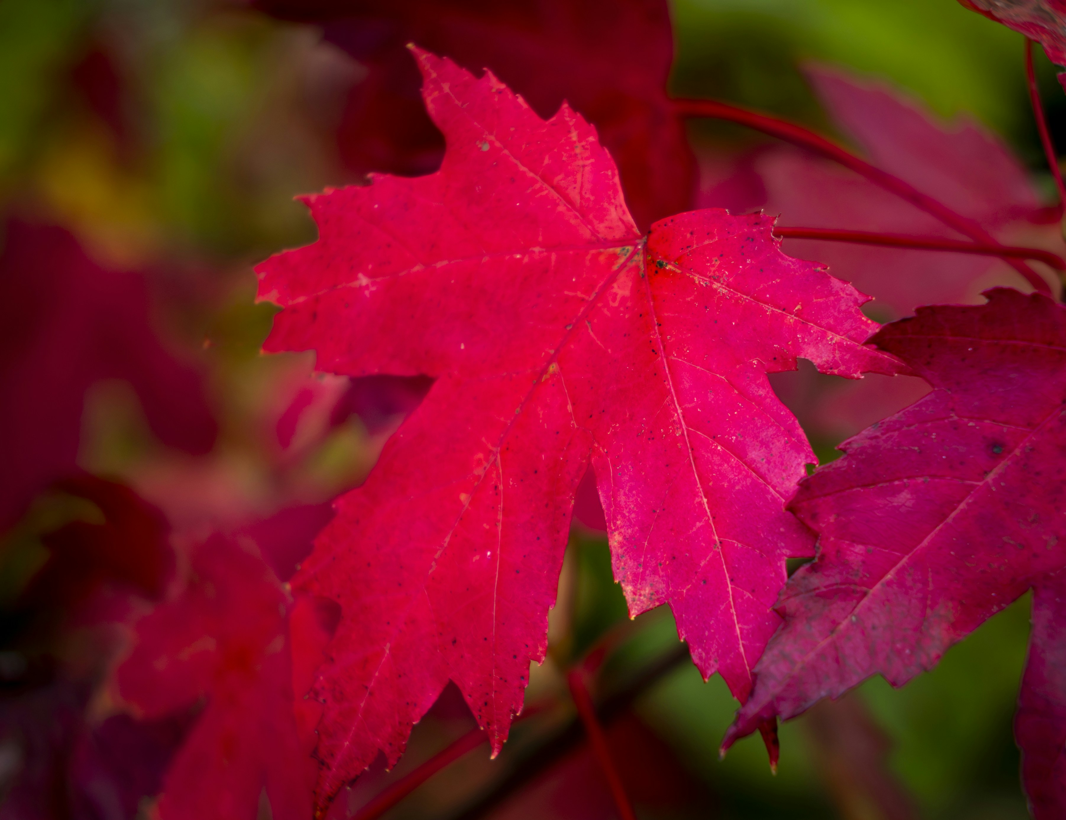 Crimson Maple in Focus: A Close-Cropped Burst of Autumnal Light