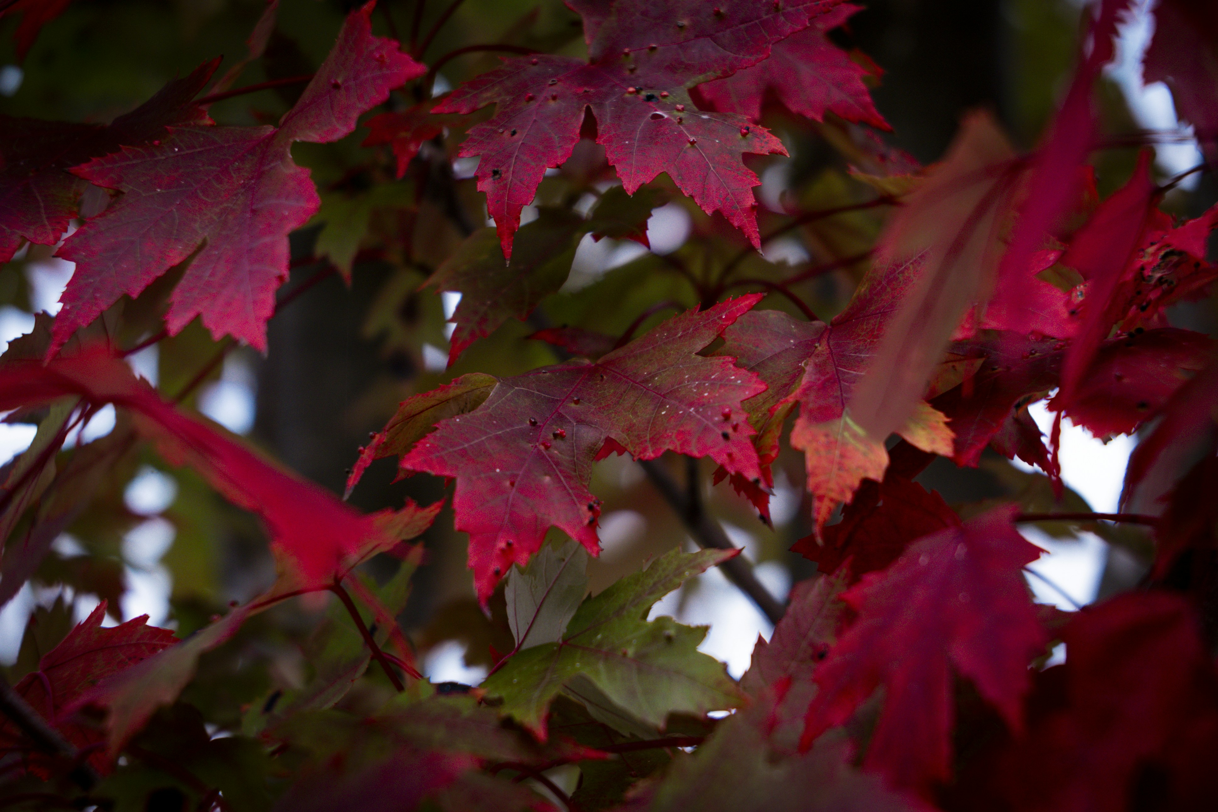 Autumn Vein: A Close Look at Crimson Maple Leaves in Soft Focus