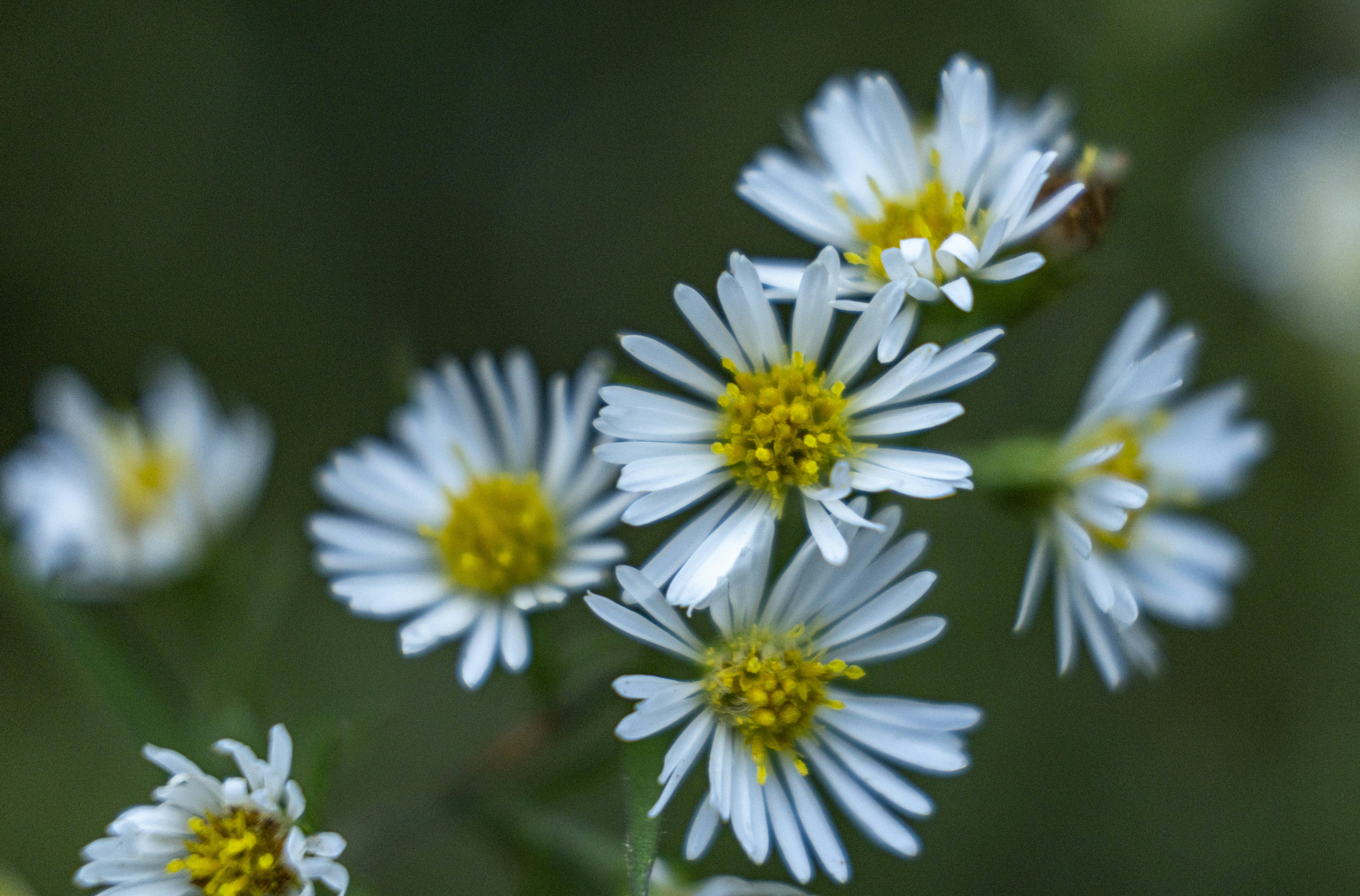 Daisy cluster in soft focus emerald field spotlight