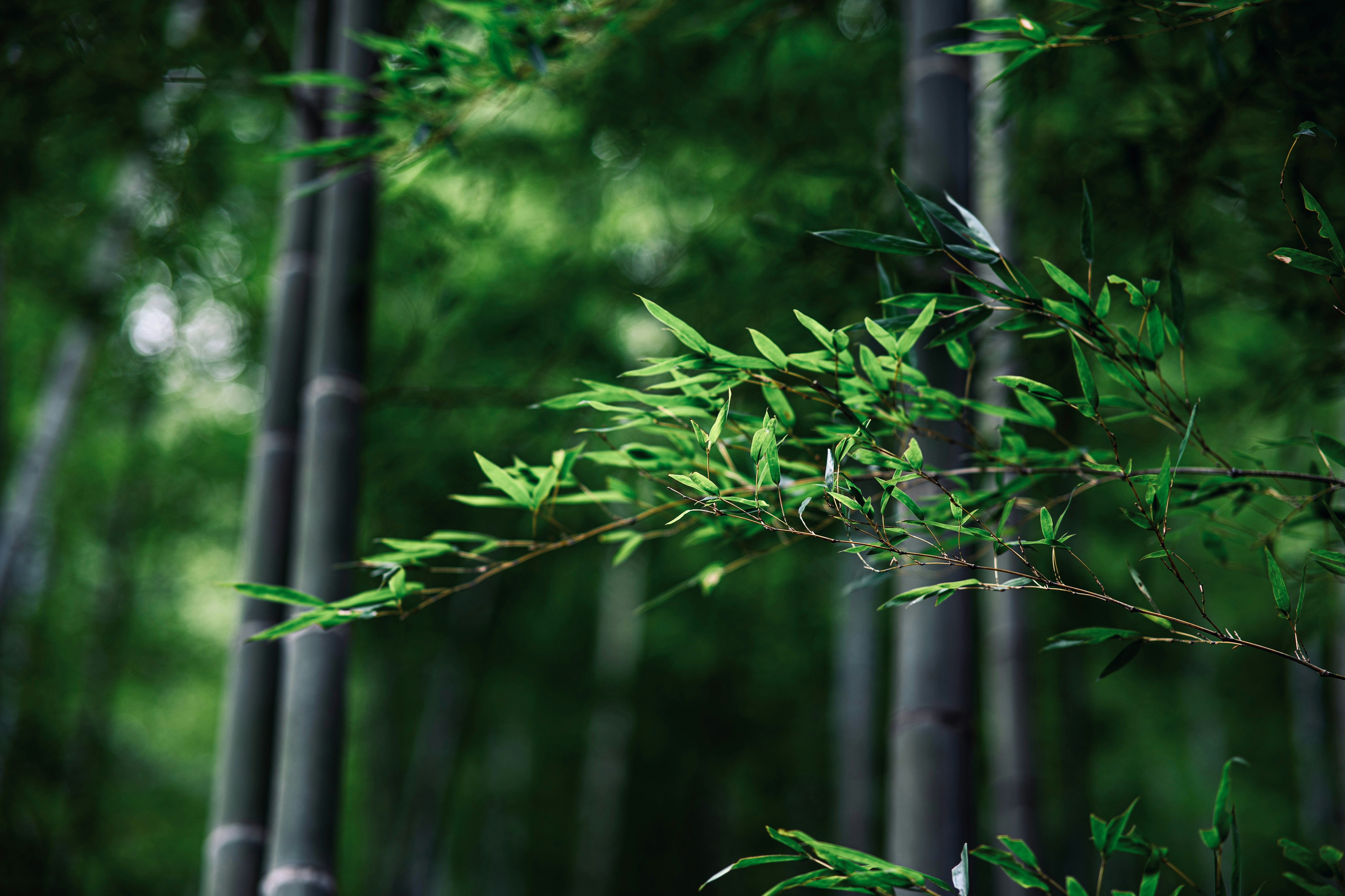 Whispering Bamboo: A Quiet Glade of Green Stems and Light