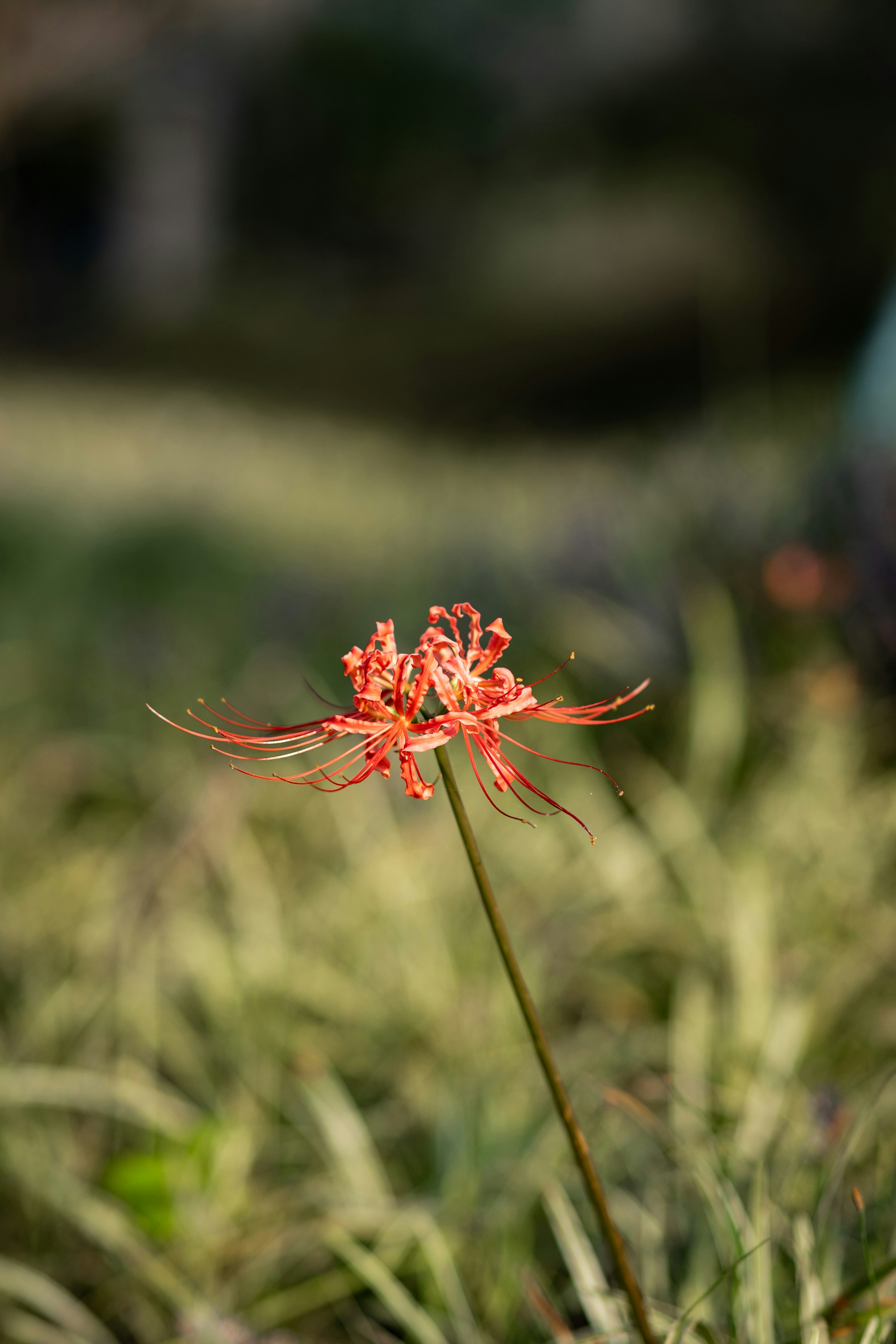 Crimson Spider-Lily in Soft Focus Dawn Grass