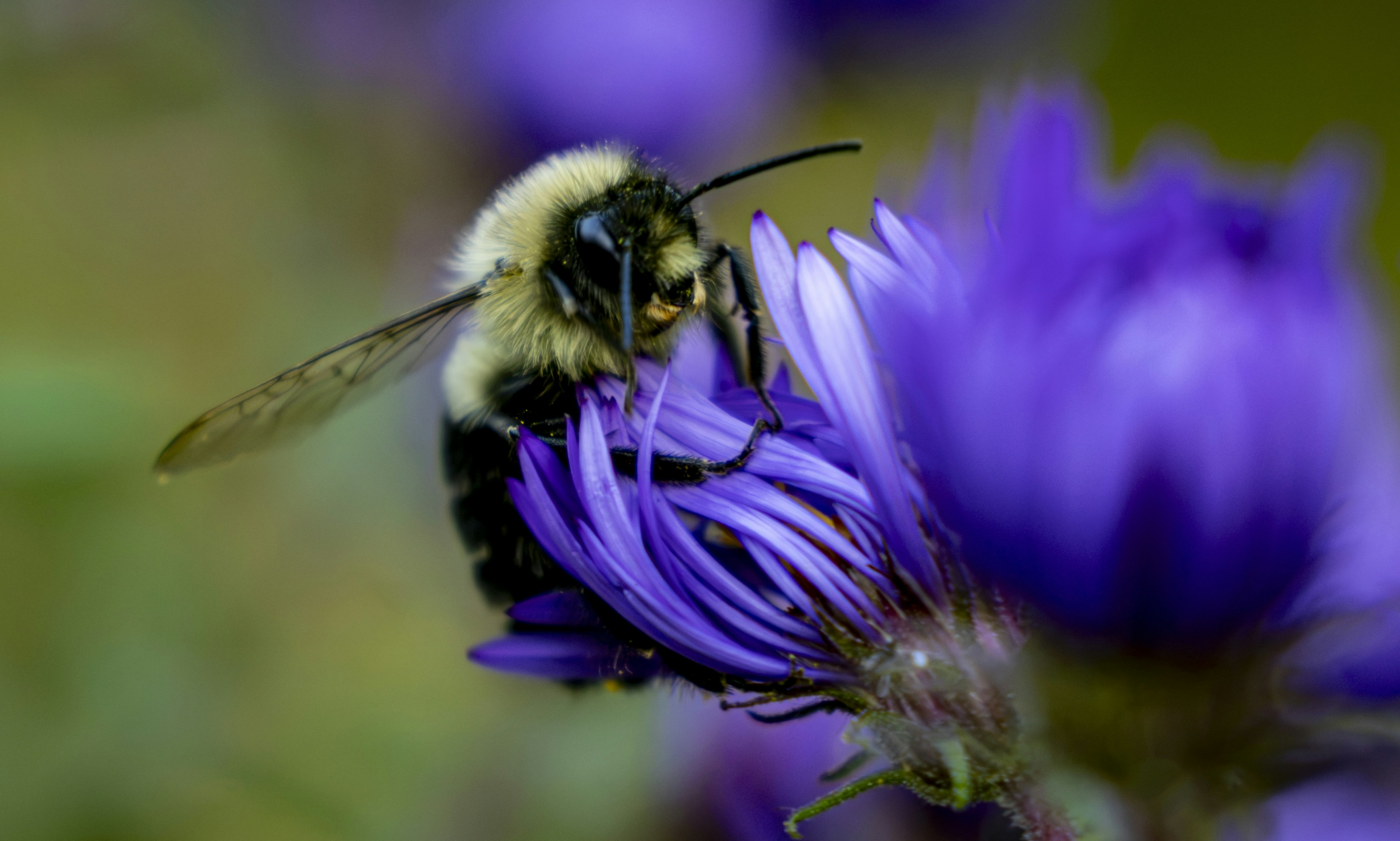 Buzz on Blue: A Bumblebee Grappling with Violet Bloom