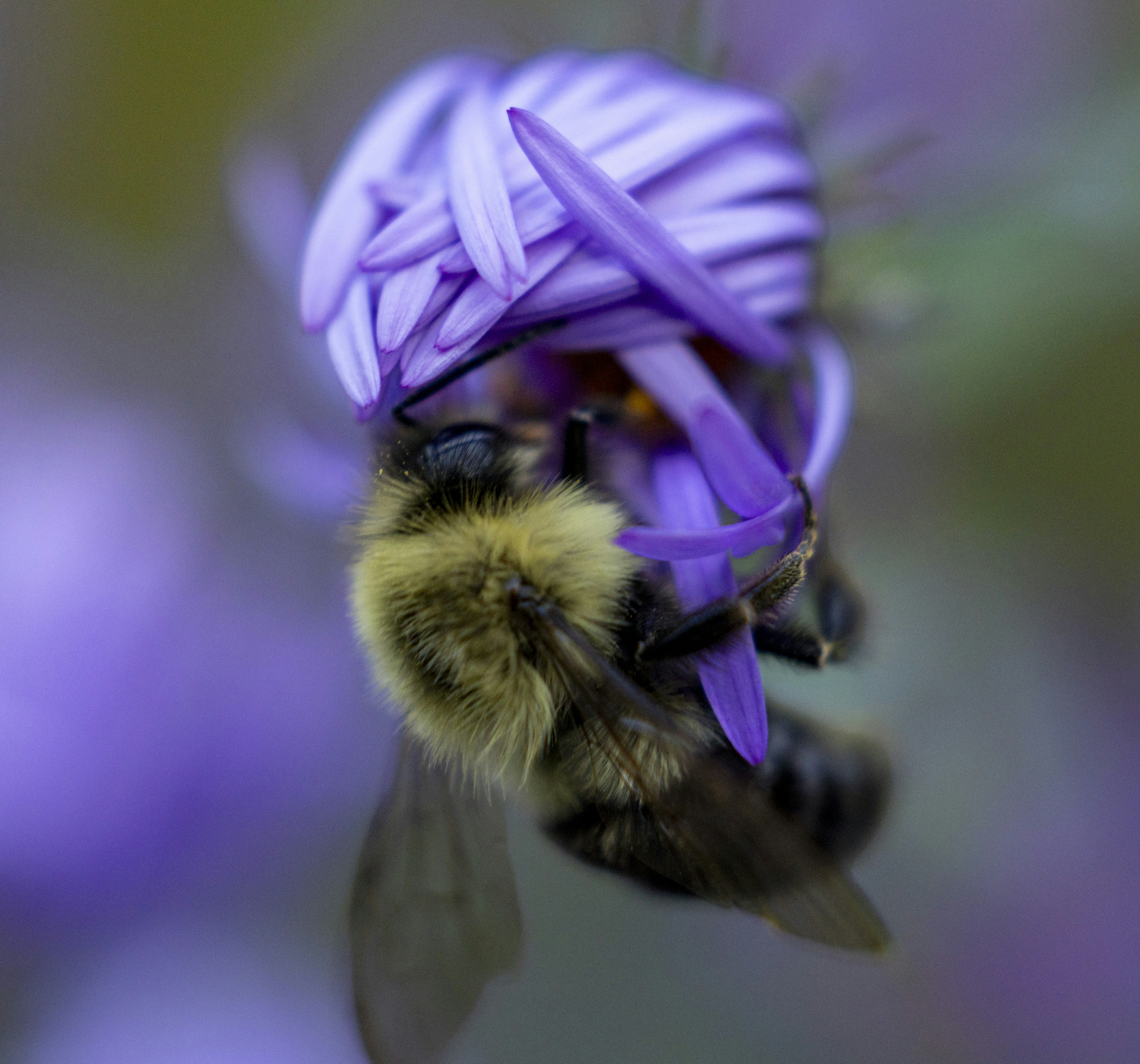 Blooming bee on violet petals: a micro moment of pollination