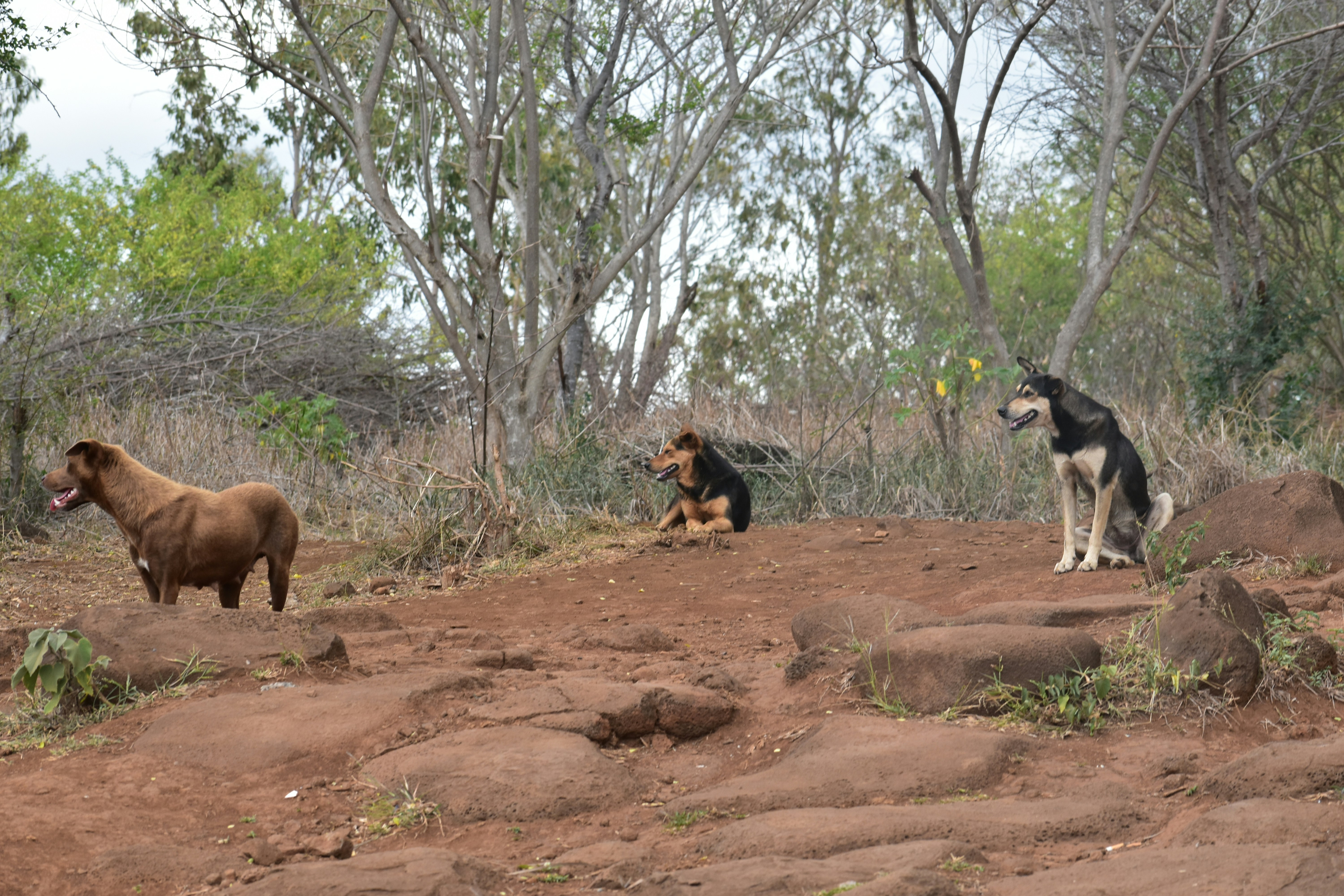 Three hounds on a sunken red-dirt trail guard the clearing