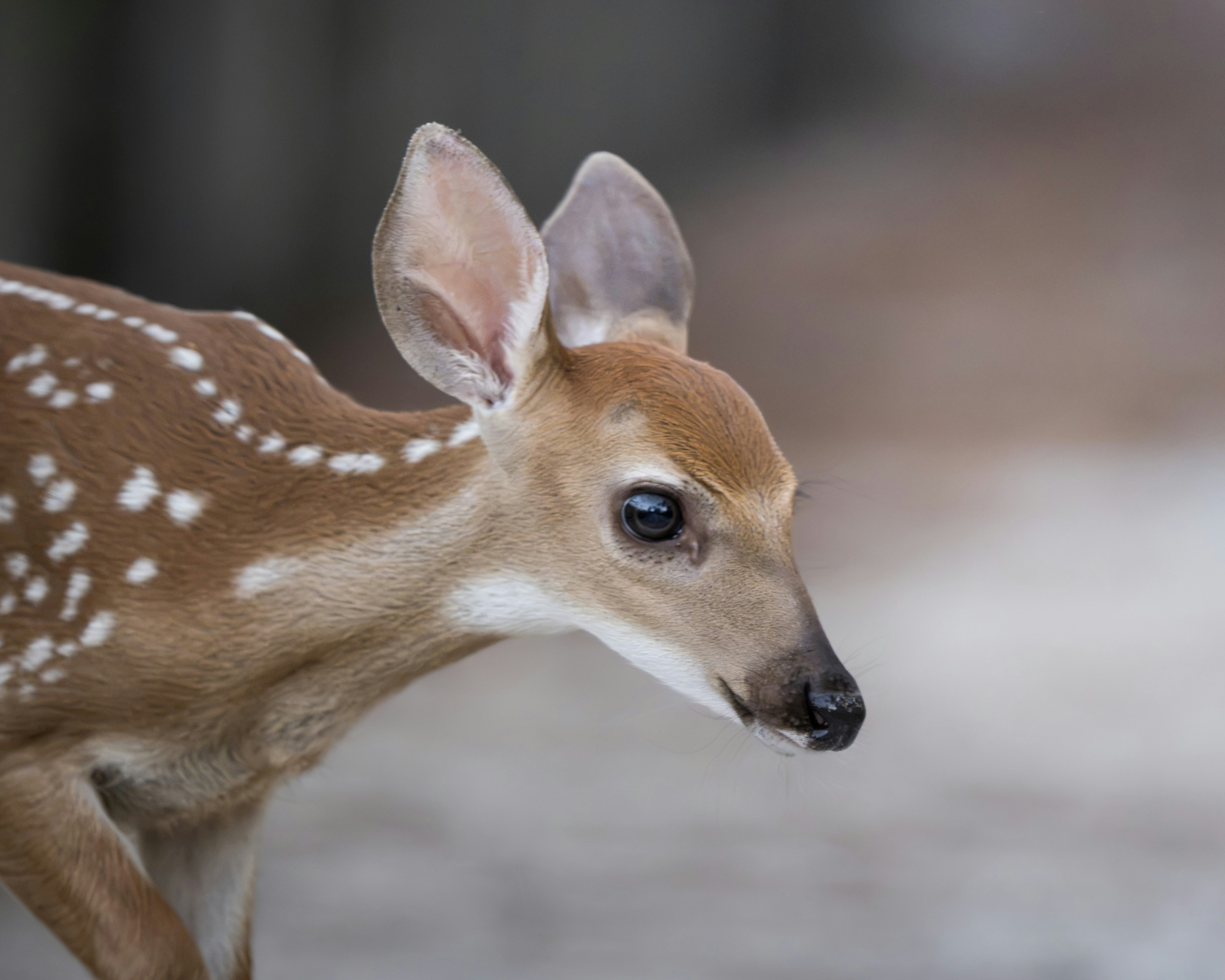 Gentle Fawn in a Quiet Walk