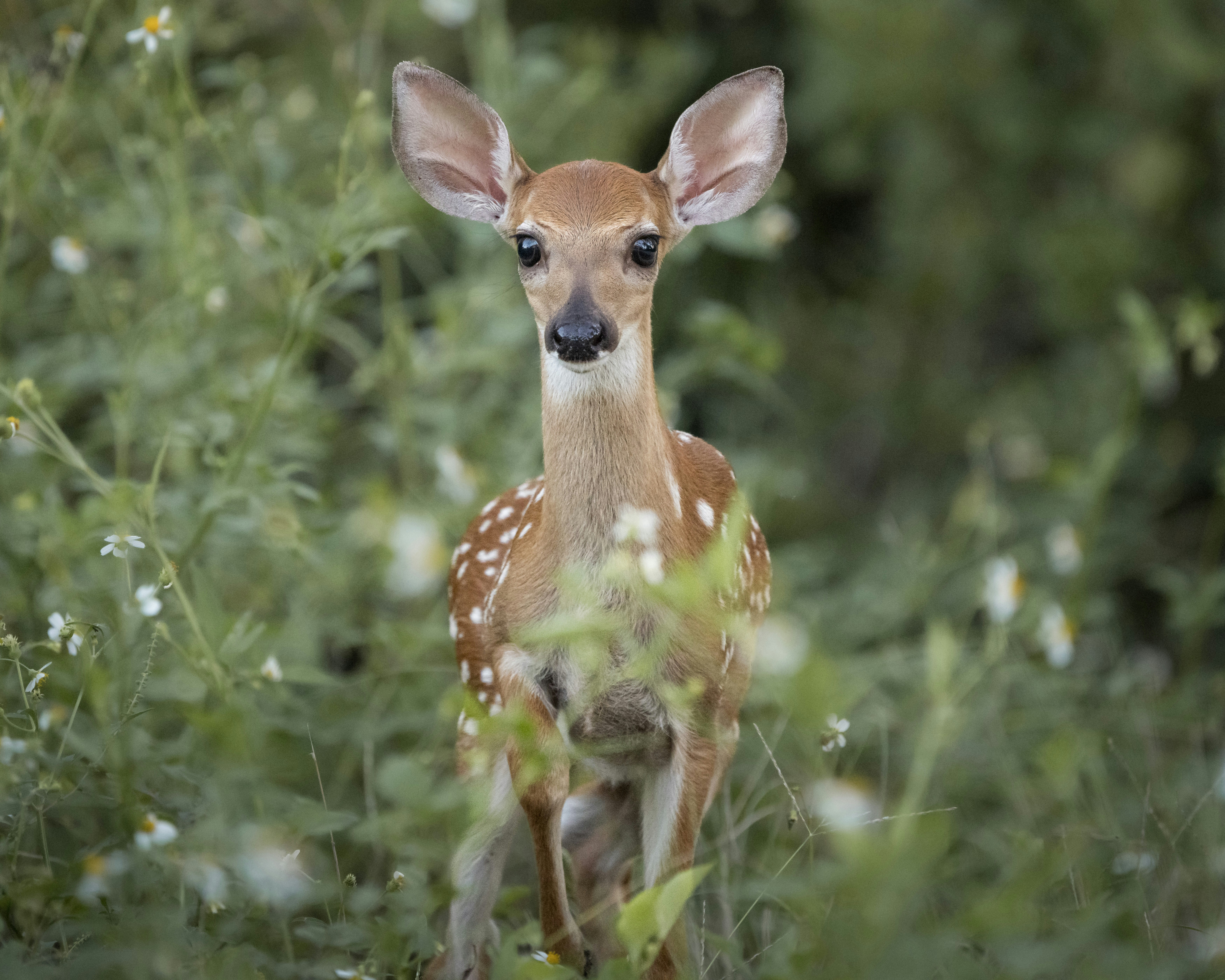 Young Fawn in Gentle Meadow Wake of Spring