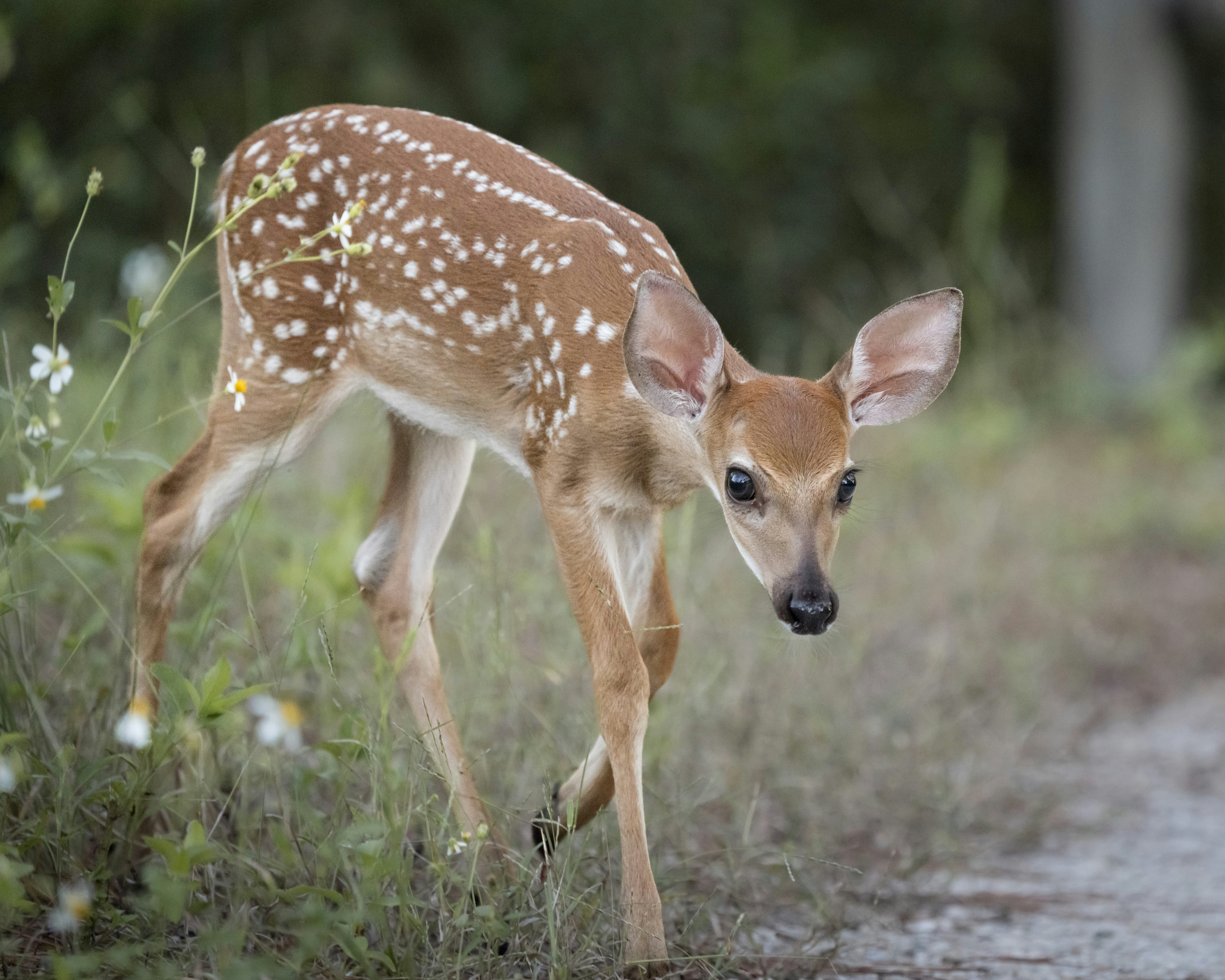 A careful fawn pauses on a sunlit trail