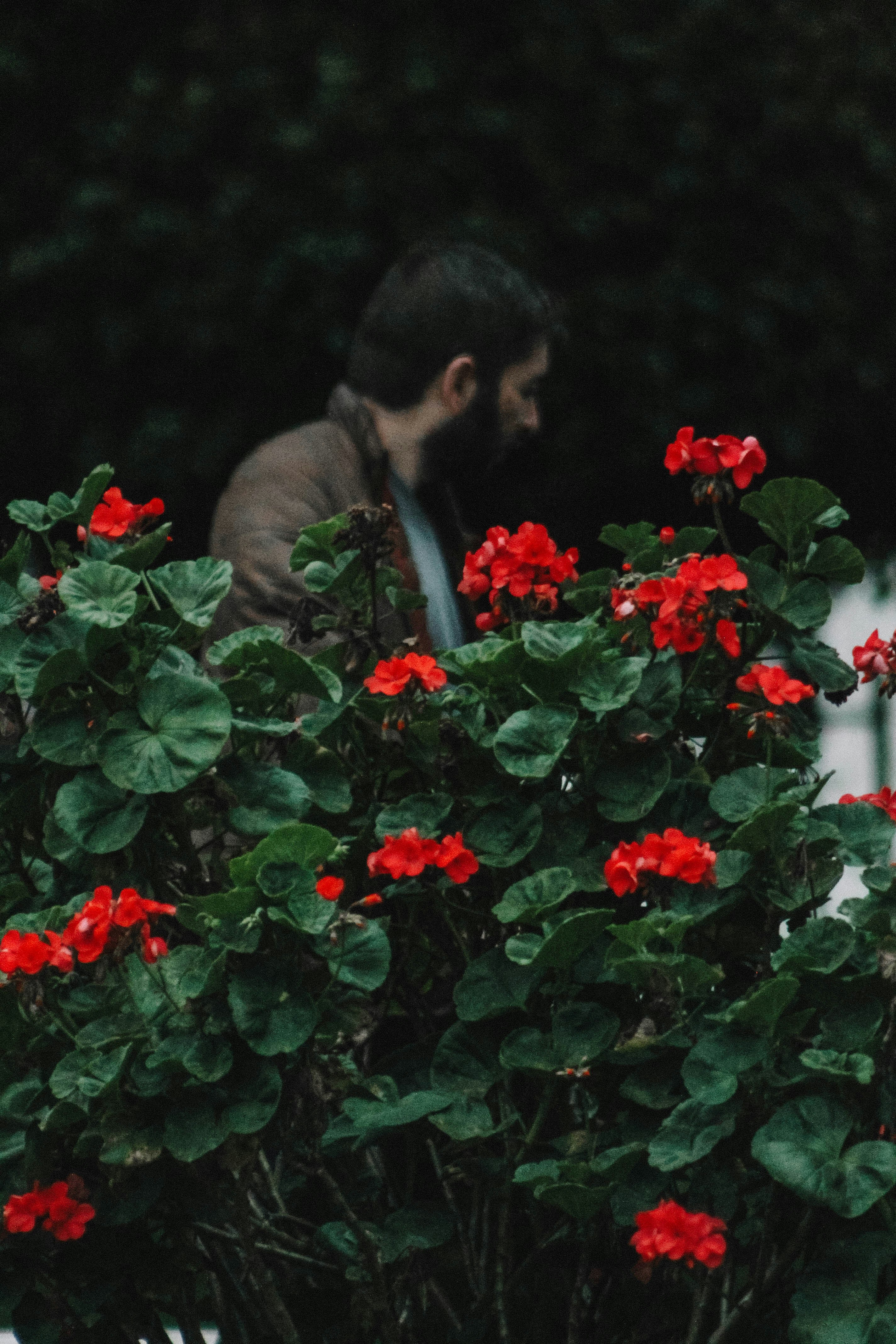 Red Blooms and a Faint Figure: A Quiet Moment Behind the Garden