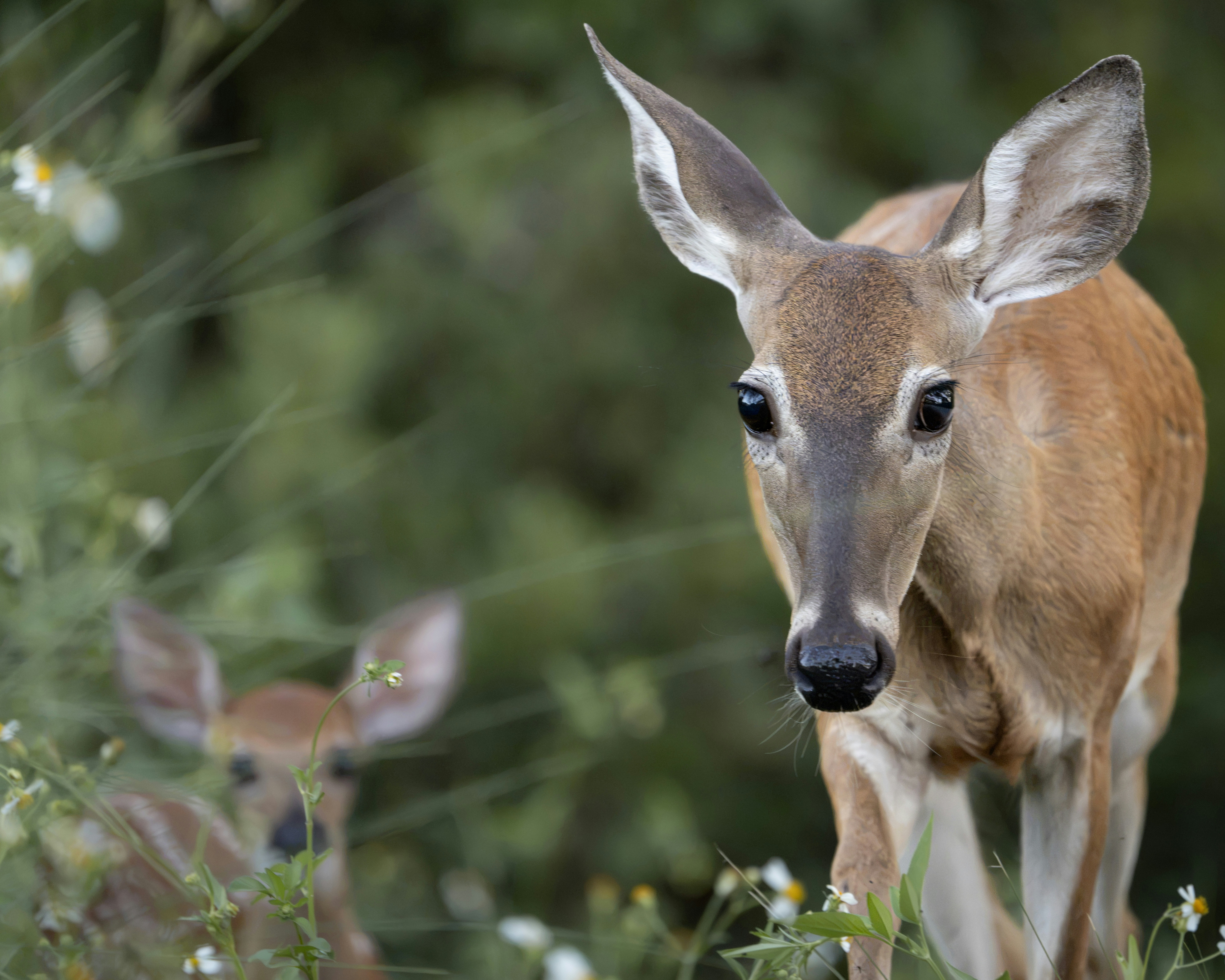 Curious Doe in a Meadow Frame