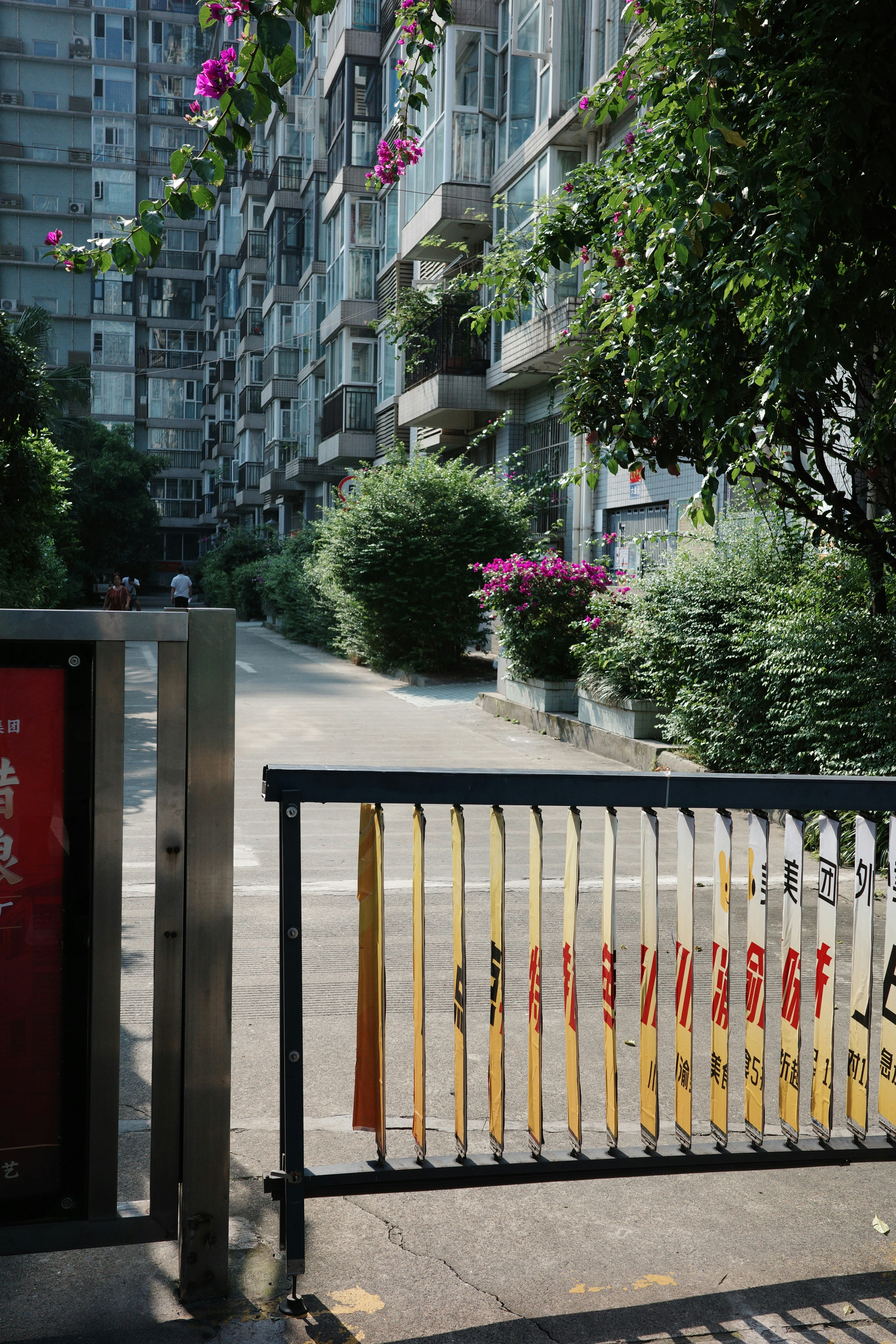 Urban Corridor in Bloom: Midday Light on a Residential Street