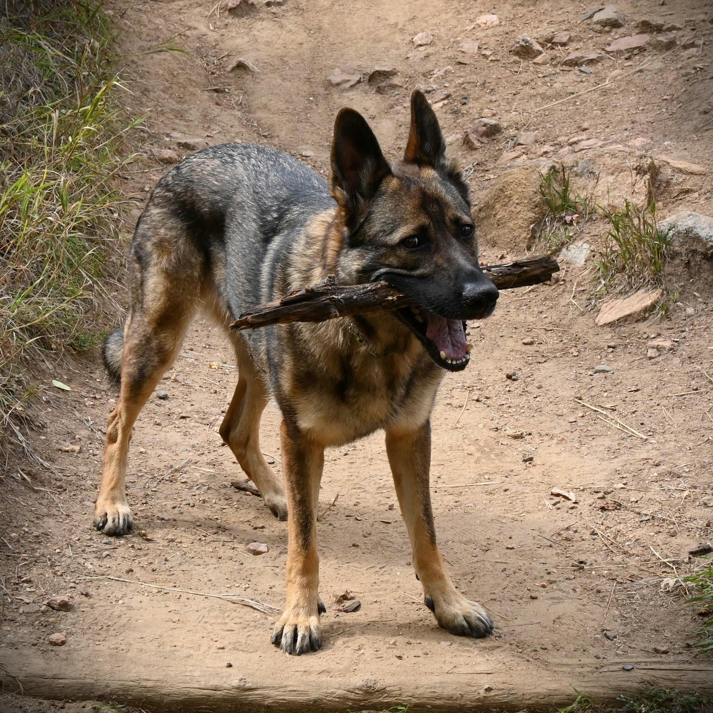German Shepherd with a Stick: Sturdy Poise in a Dusty Trail