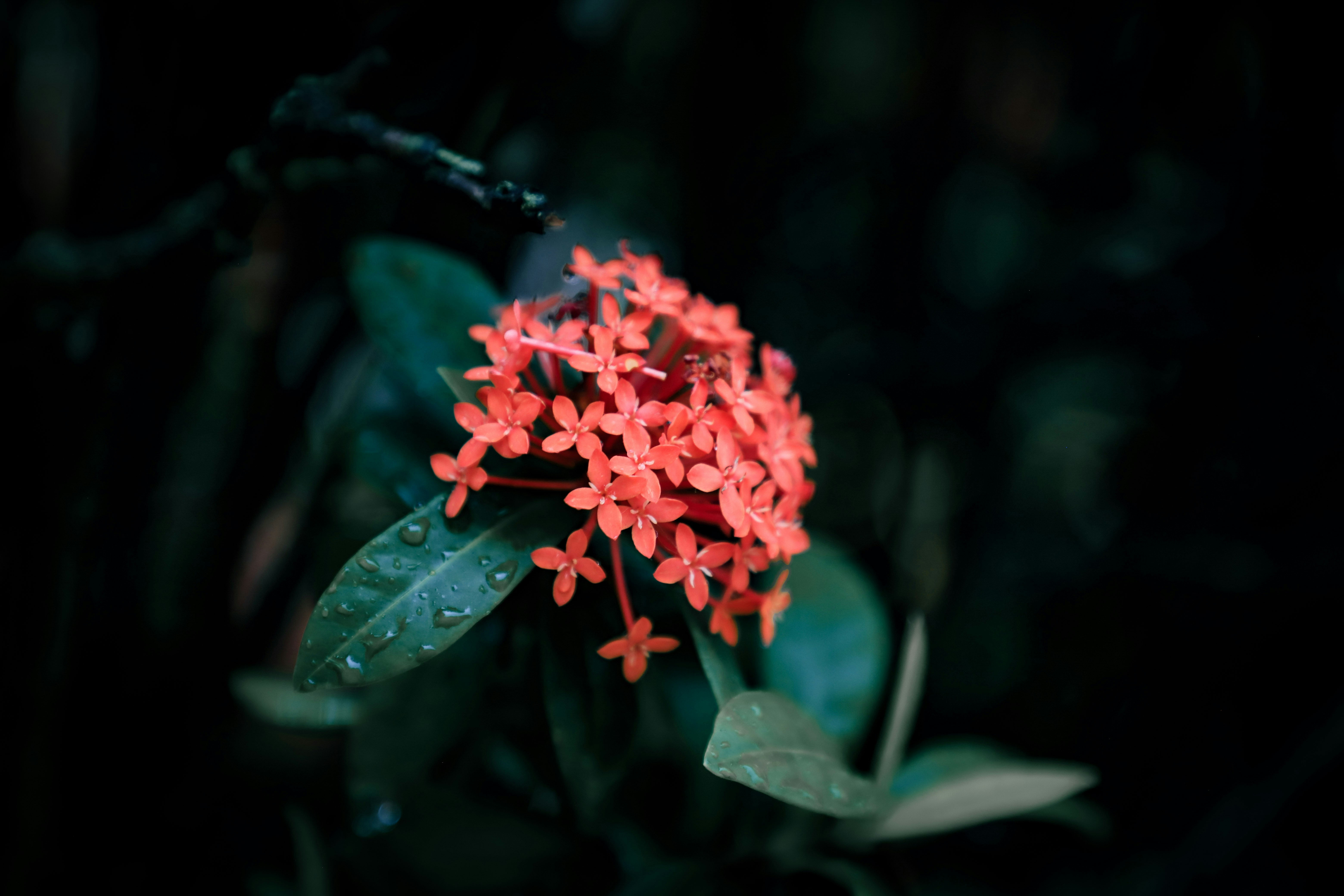 Crimson cluster: a lone vivid bloom in shadowed greens