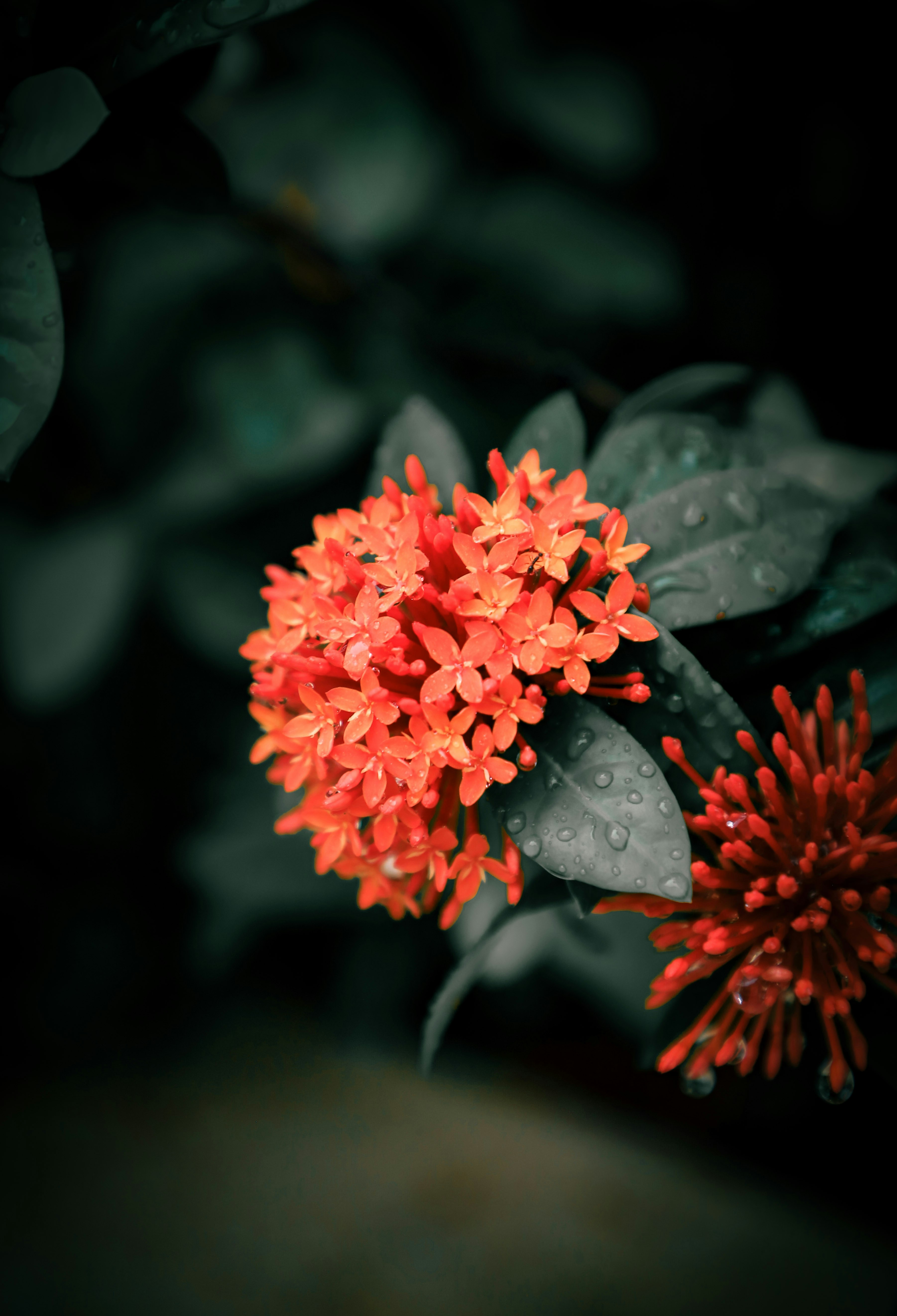 Crimson Bloom in a Quiet Green Pause