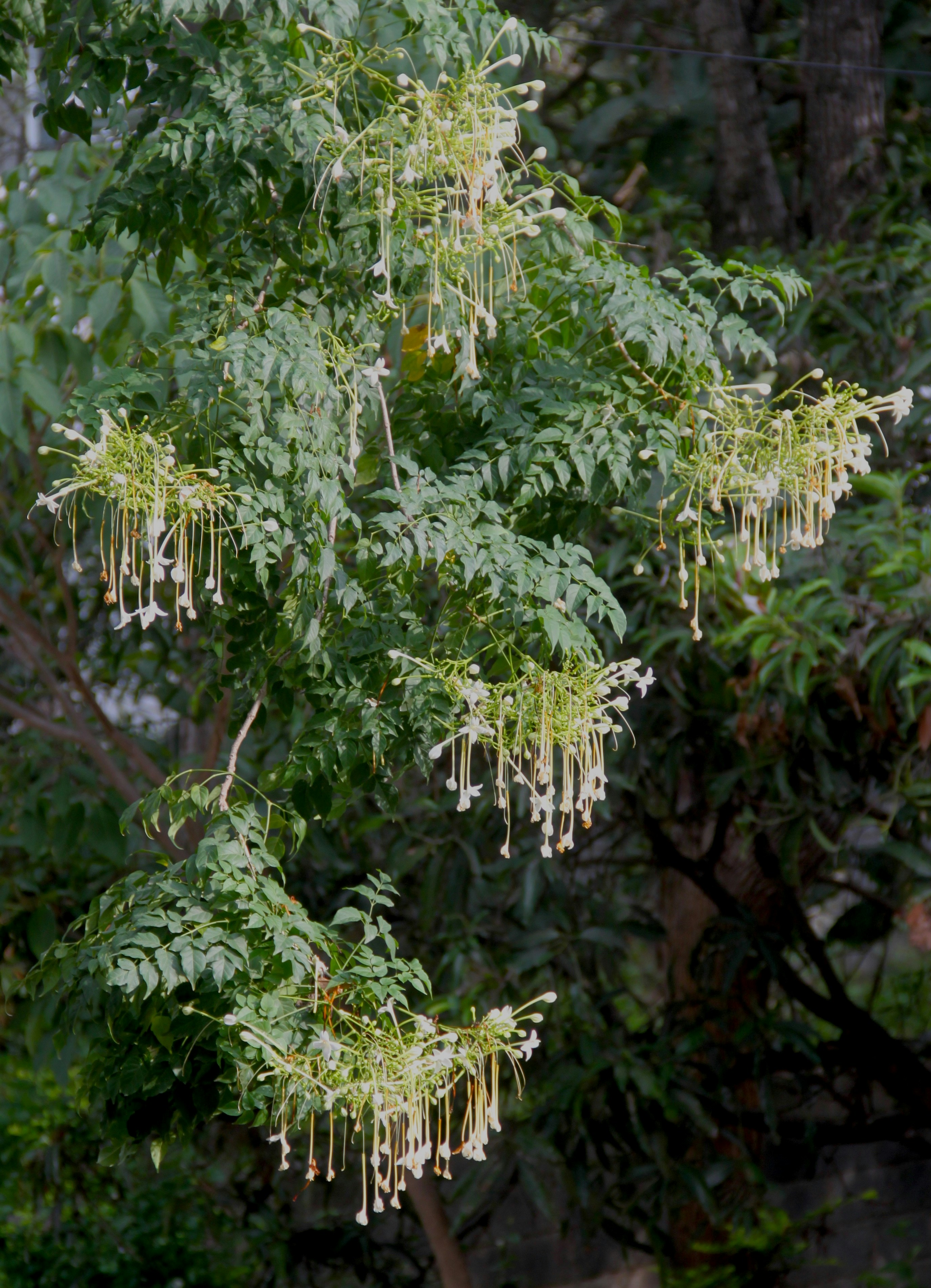 Dangling Cream Keys: Clusters of Hanging Blooms on a Shadowed Foliage backdrop