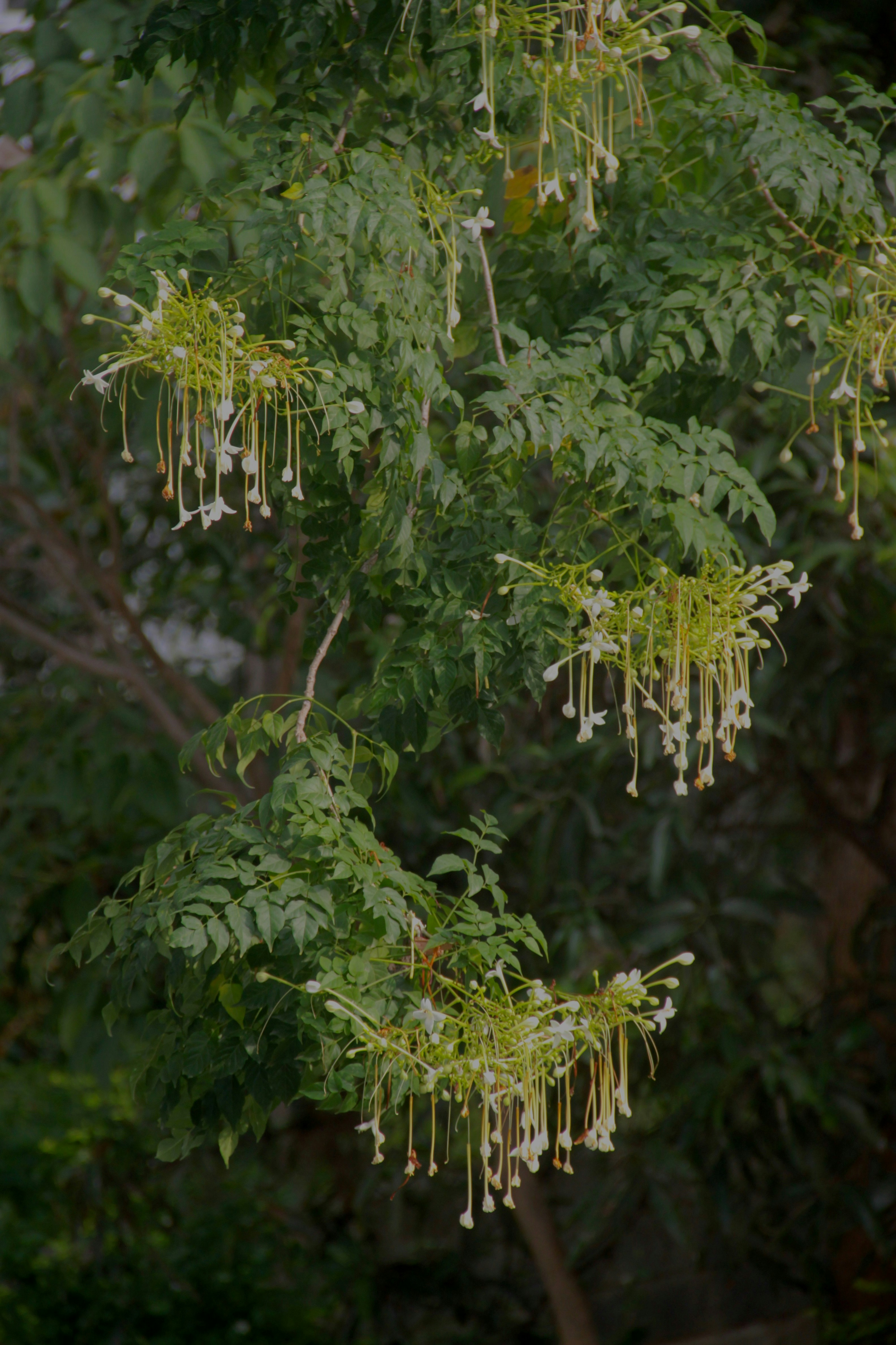 Vibrant green plant with delicate pale-yellow hanging blossoms arranged along slender stems; natural outdoor scene with soft background. This is a photographic capture of a flowering shrub.