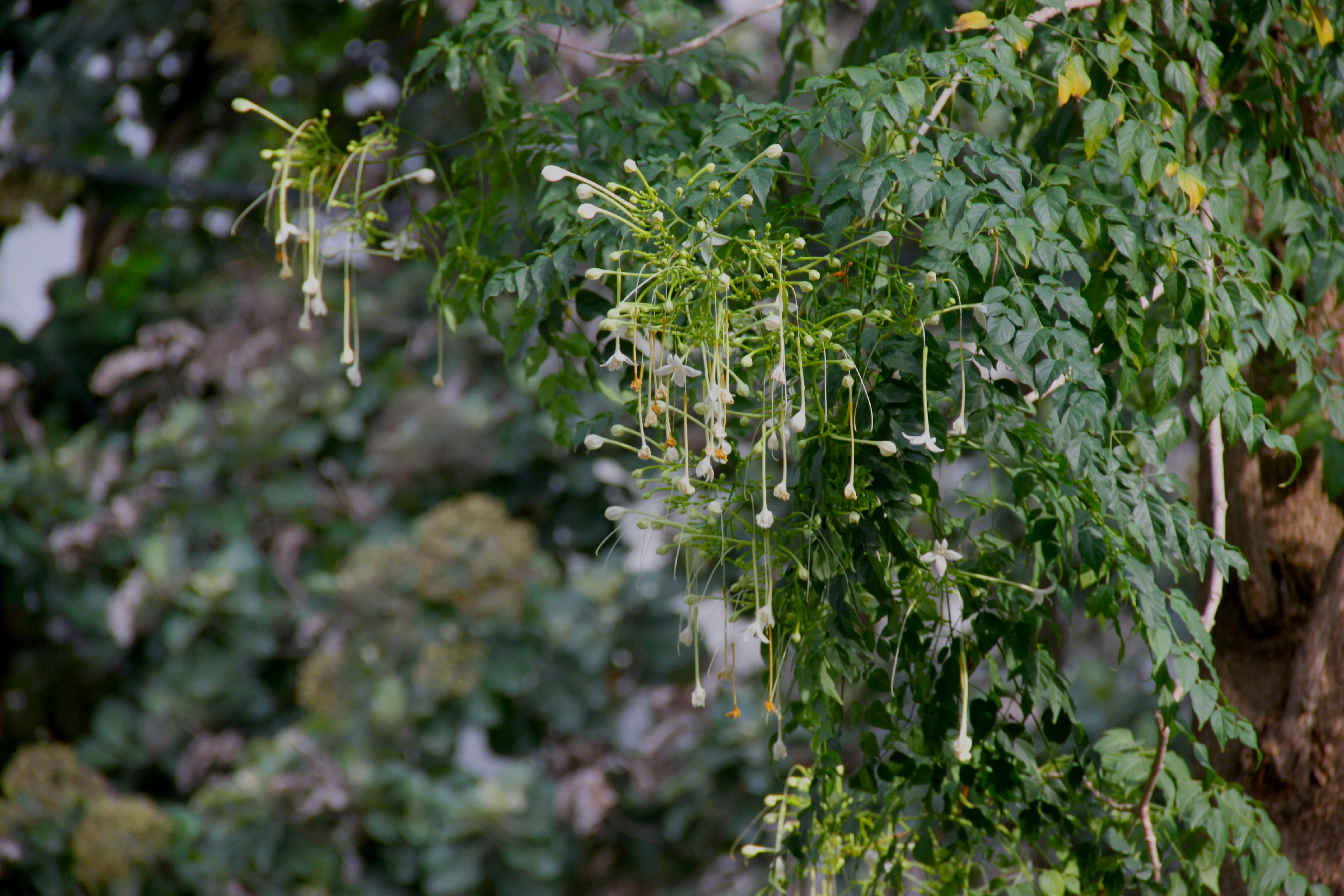 Hanging Catkins and Green Foliage on a Sunlit Branch