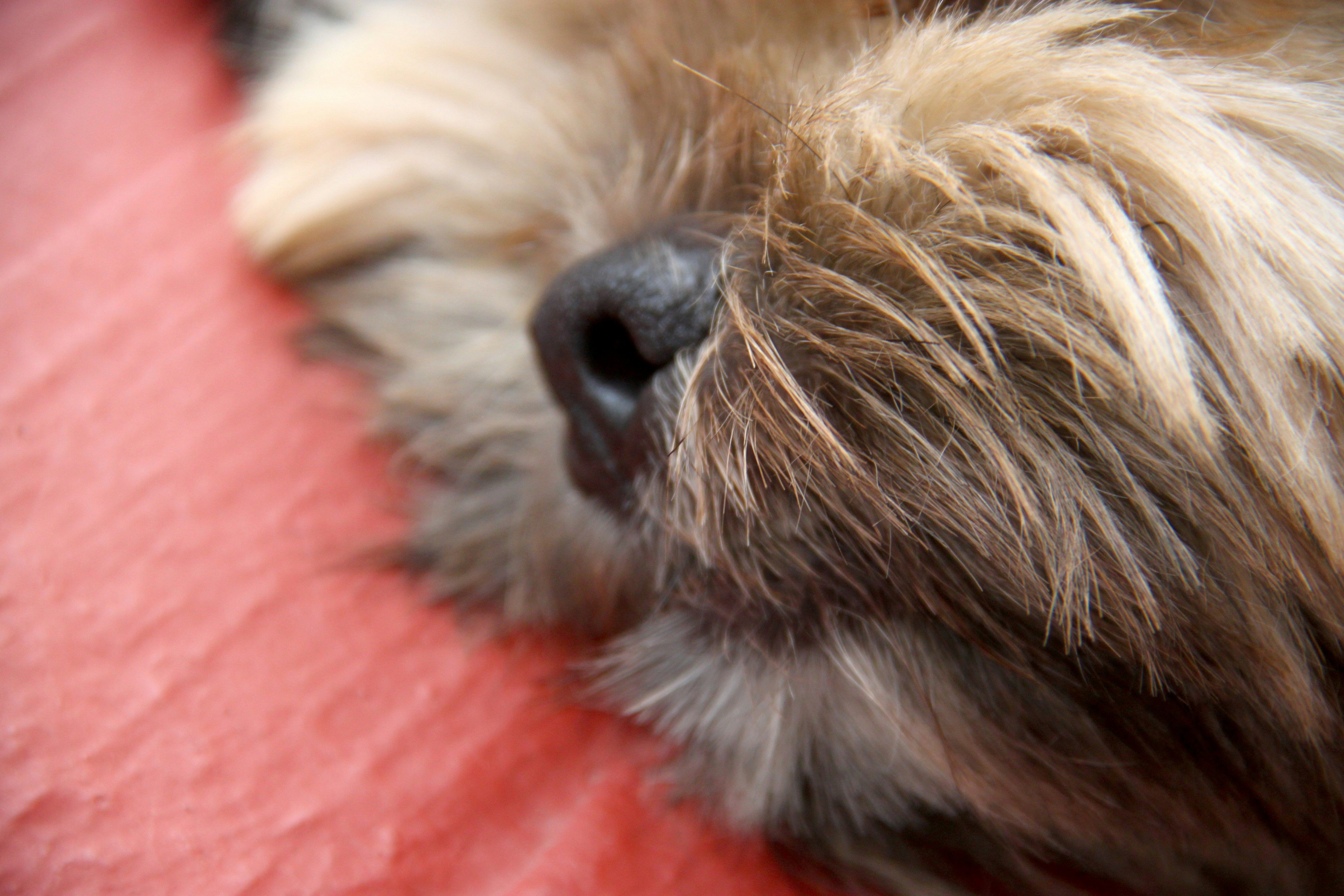 Tiny Snout, Cozy Nook: A Dog’s Close-Up Rest