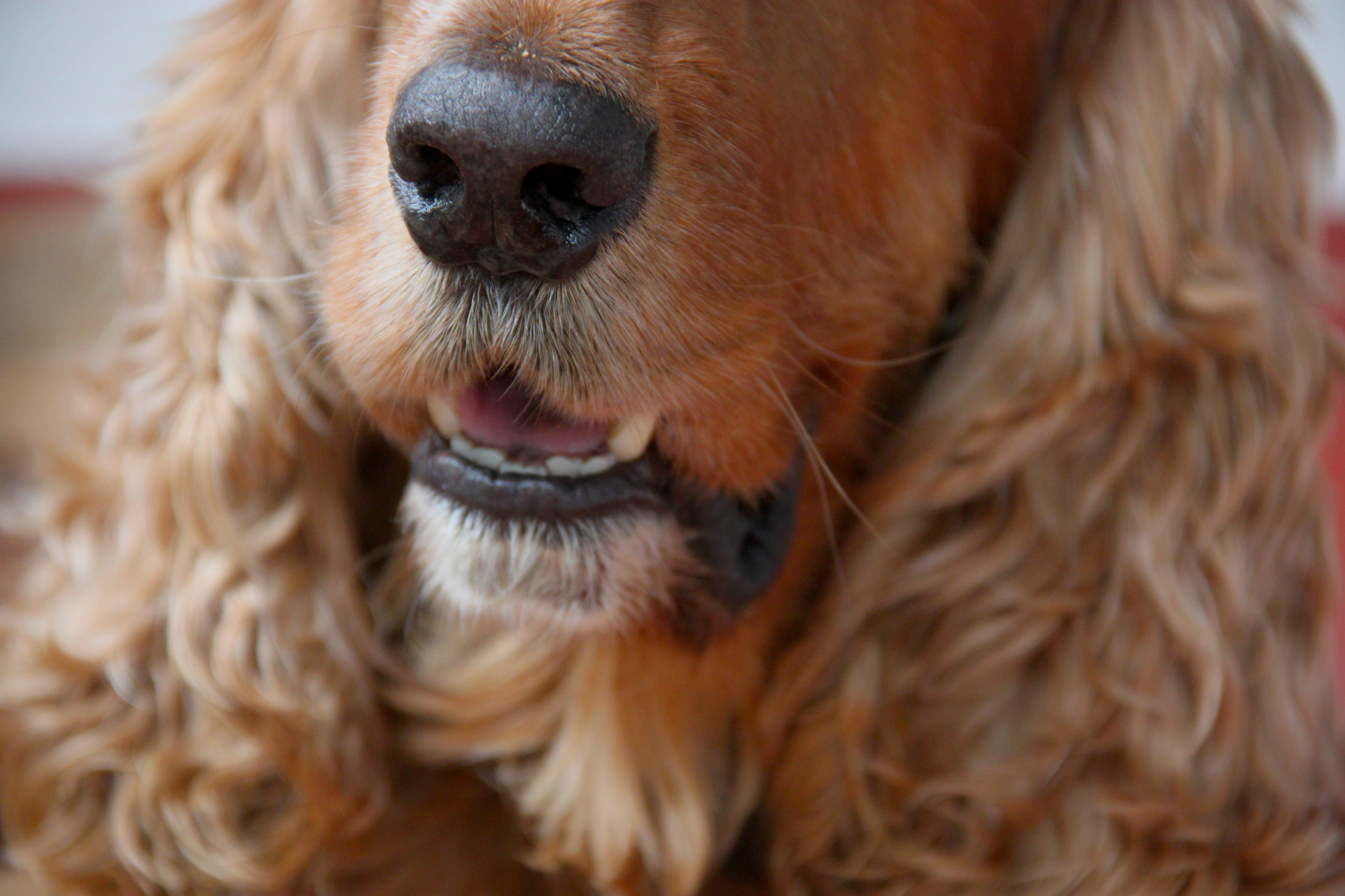 Close-up of a Golden Retriever's Snout and Mouth in Soft Focus