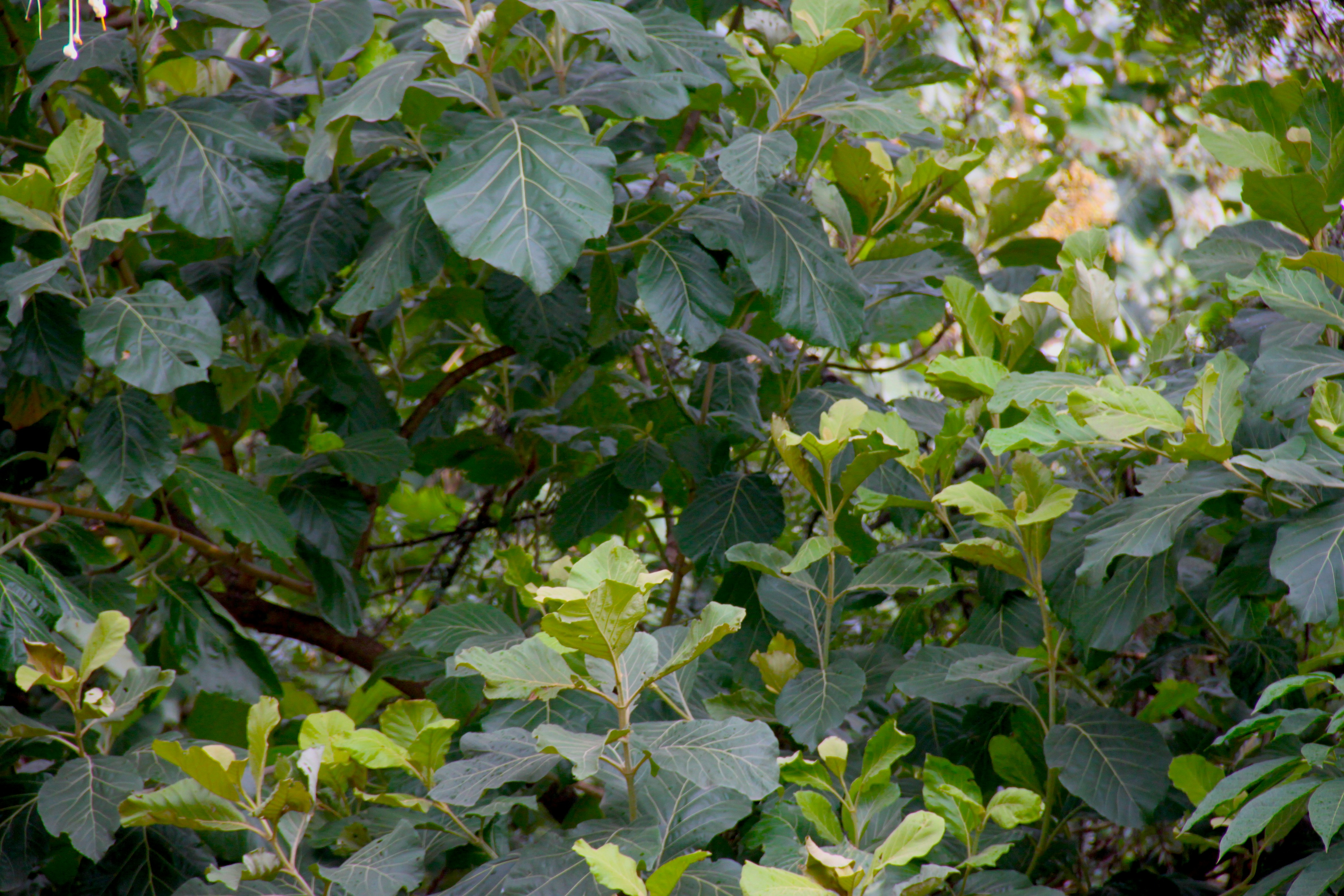 Vibrant Green Canopy: A Quiet Tangle of Leaves